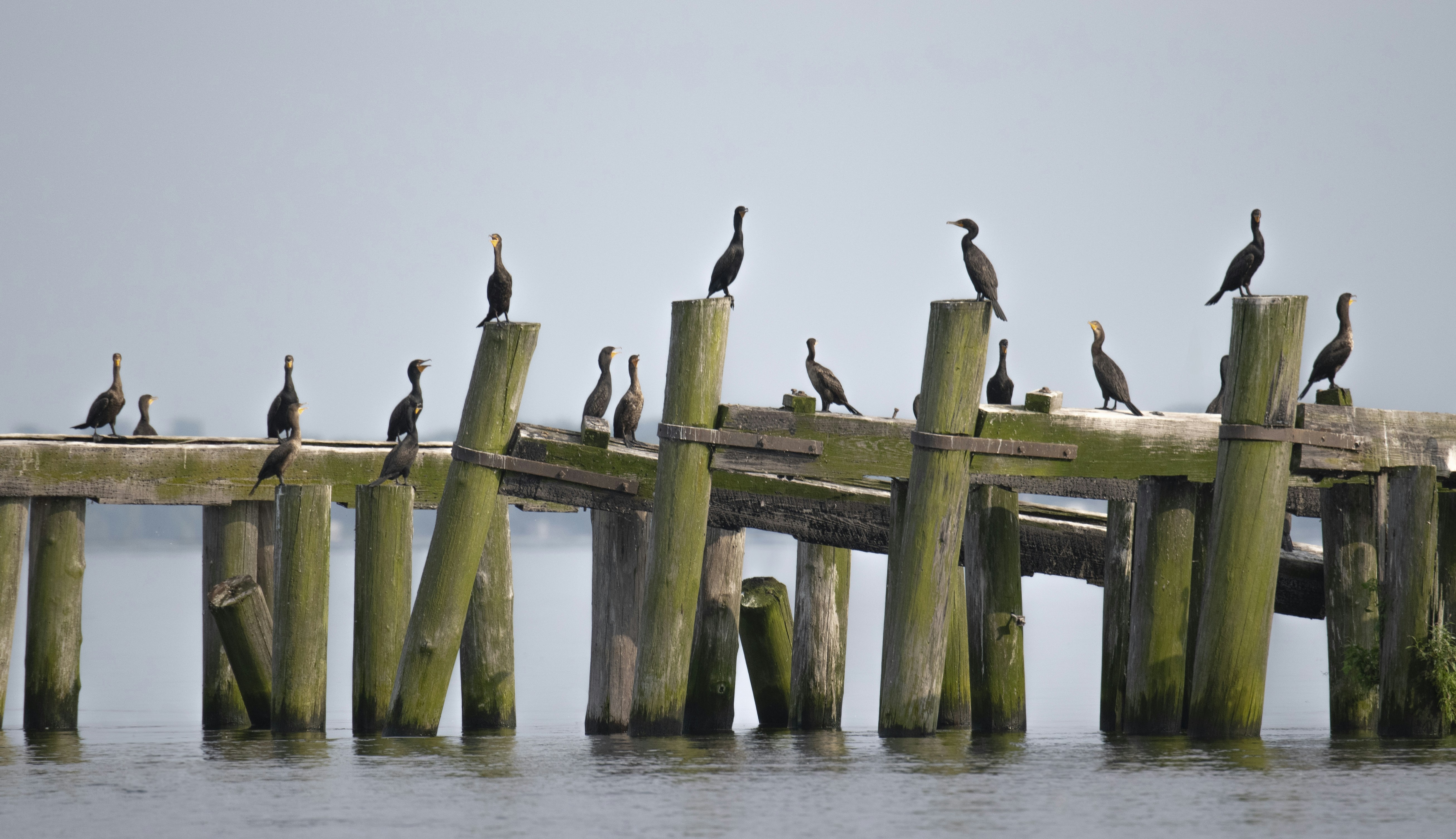A flock of birds sitting on top of a wooden pier photo – Free Lake ...