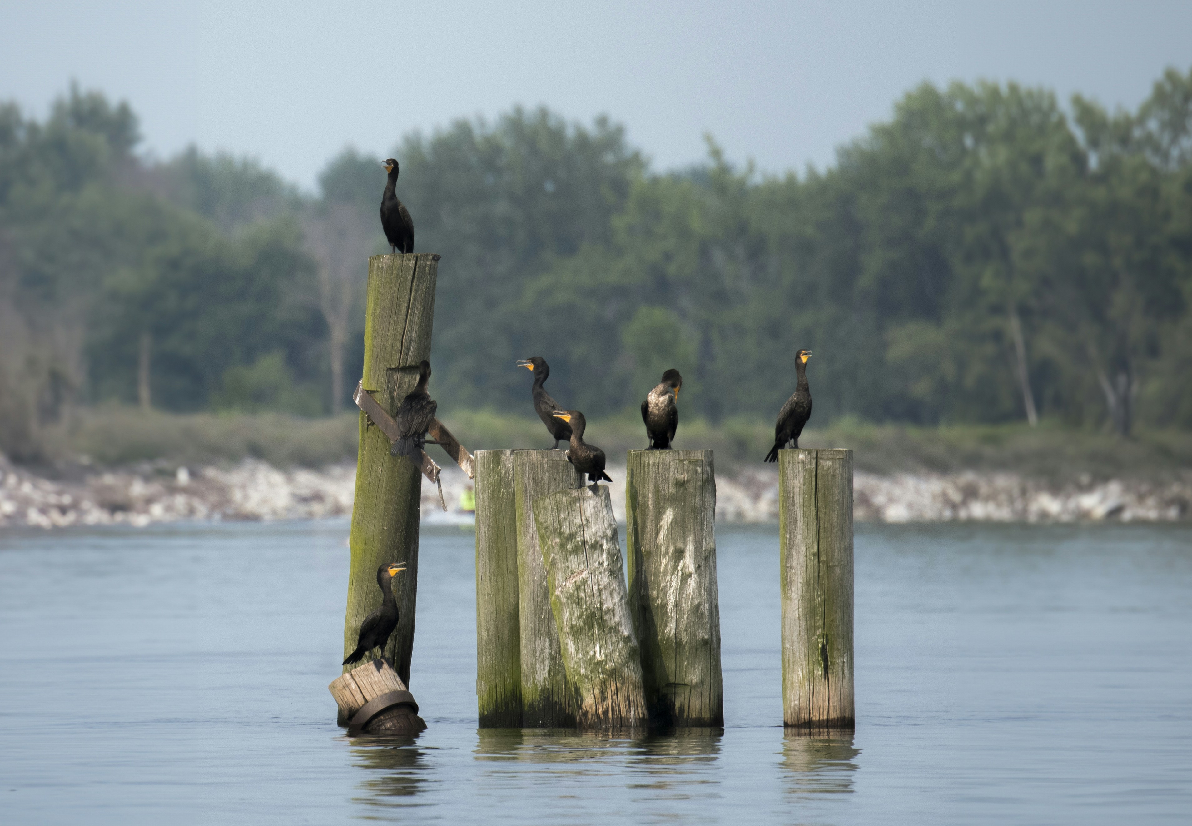 A group of birds sitting on wooden posts in the water photo – Free Lake ...