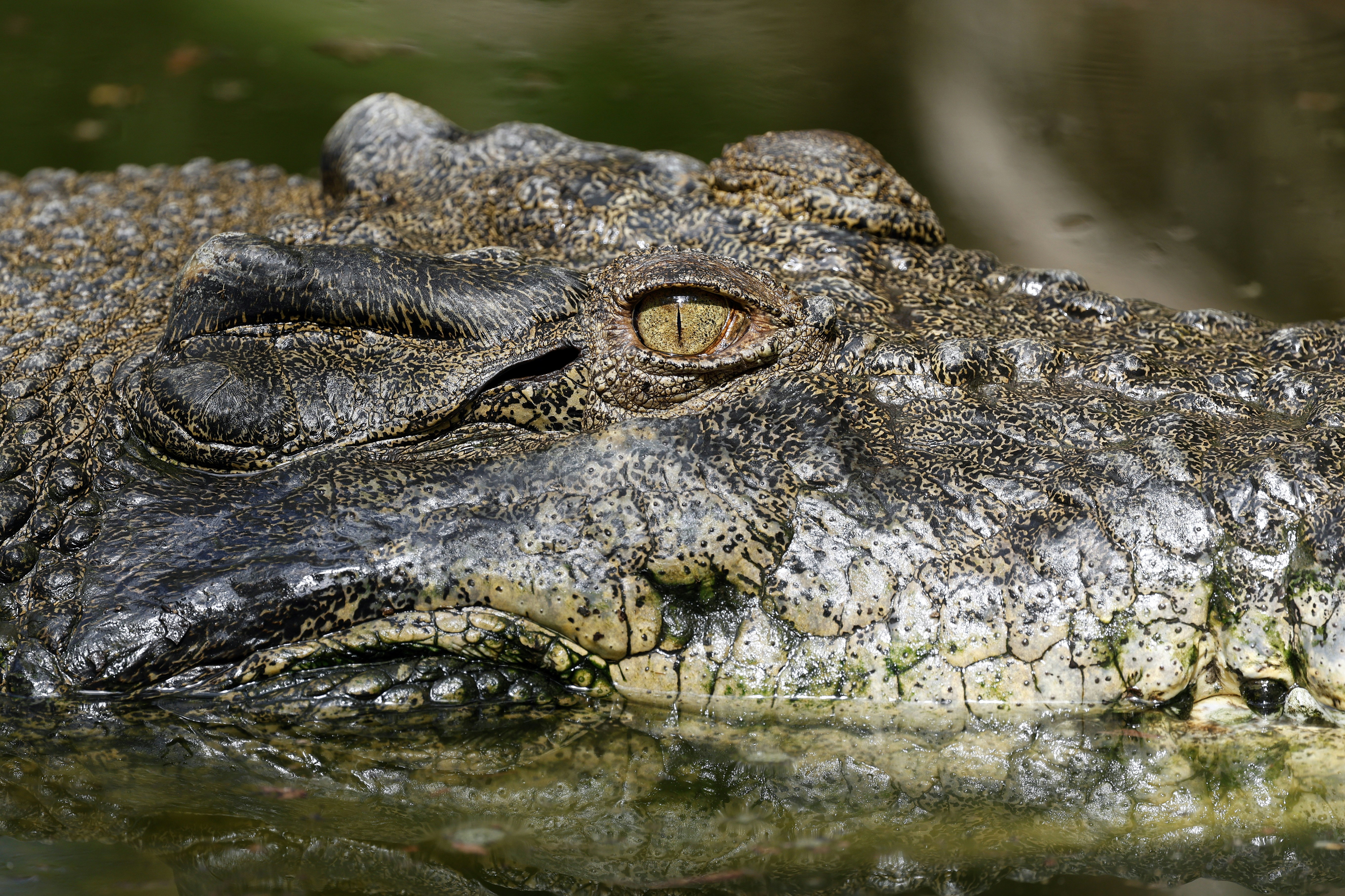 Un primer plano de la cabeza de un caimán en el agua foto – Imagen de ...