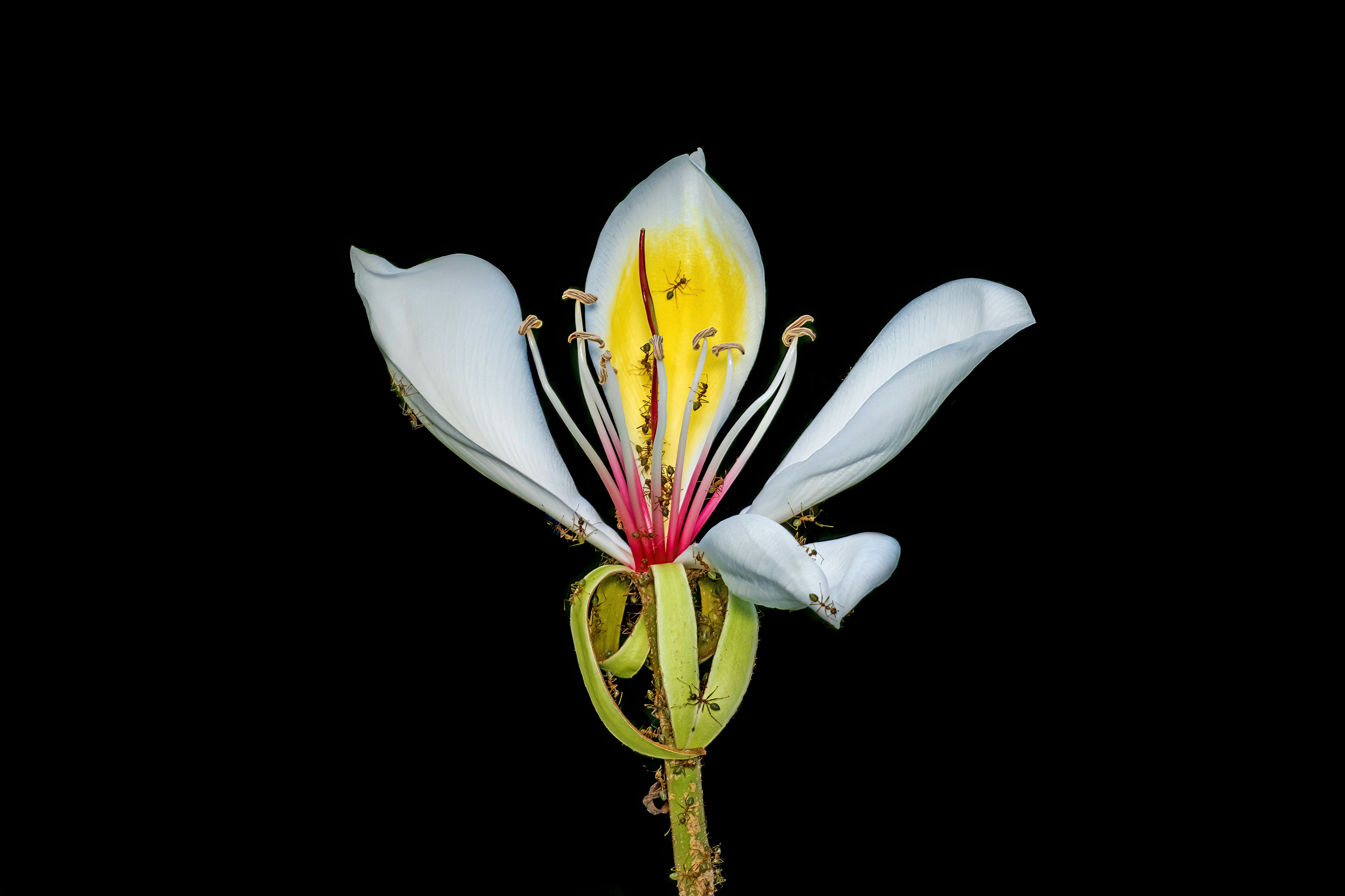 Flare of a Central Bloom: White Petals Against Night