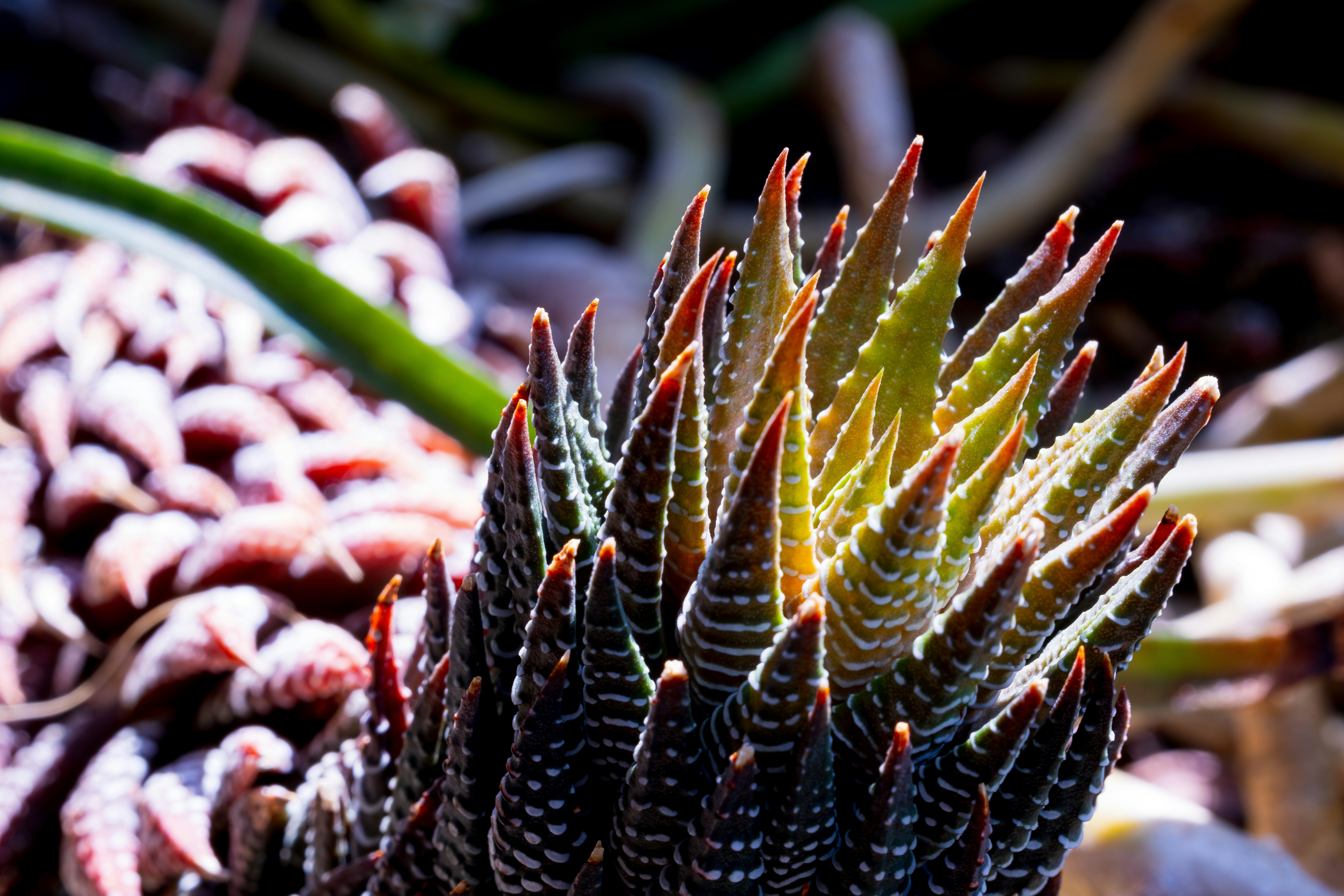 Crown of Crystalline Spikes: Macro Portrait of a Desert Succulent