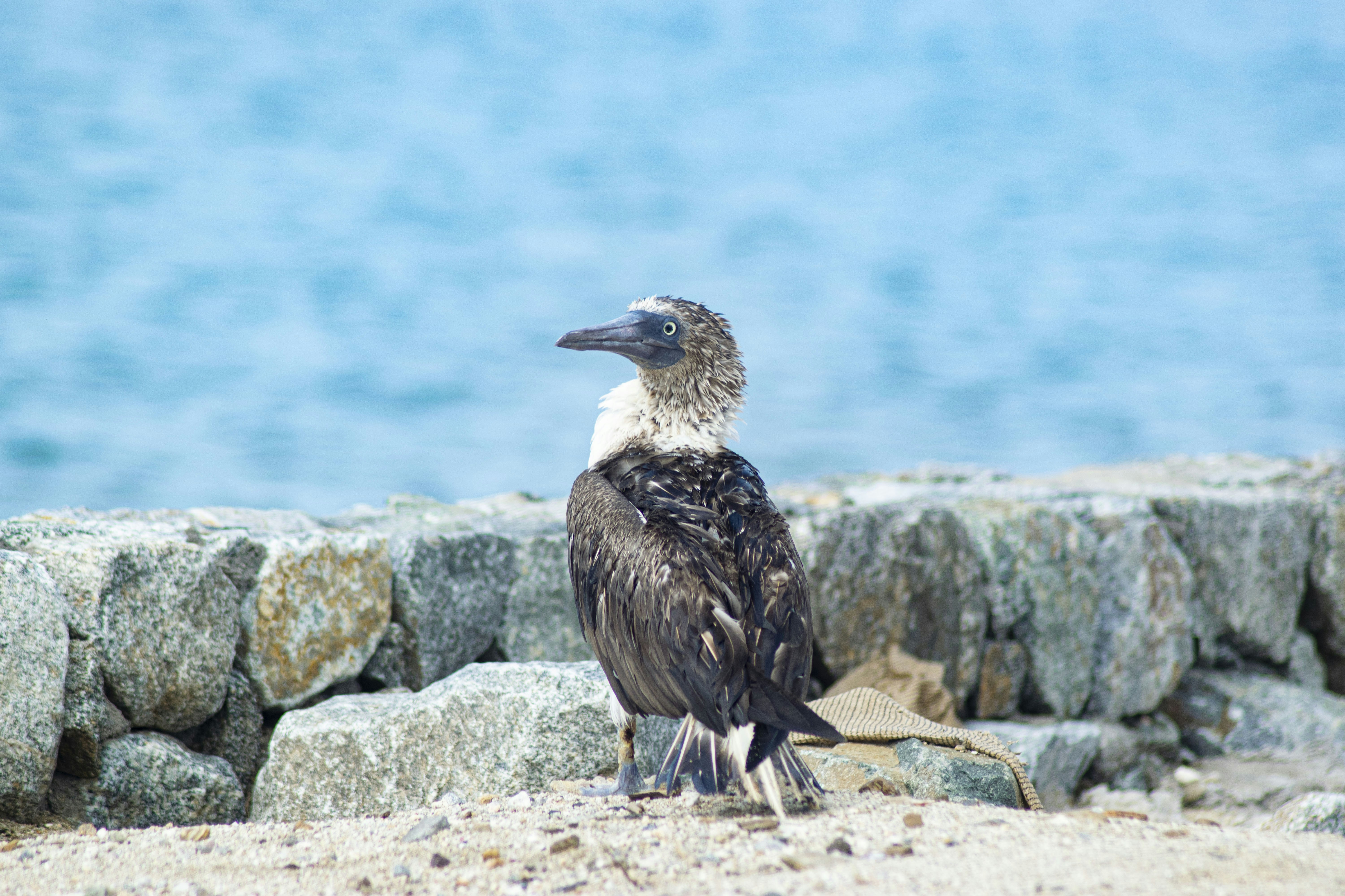 Azure Breakwater Sentinel: A Cormorant Perched on Weathered Stones