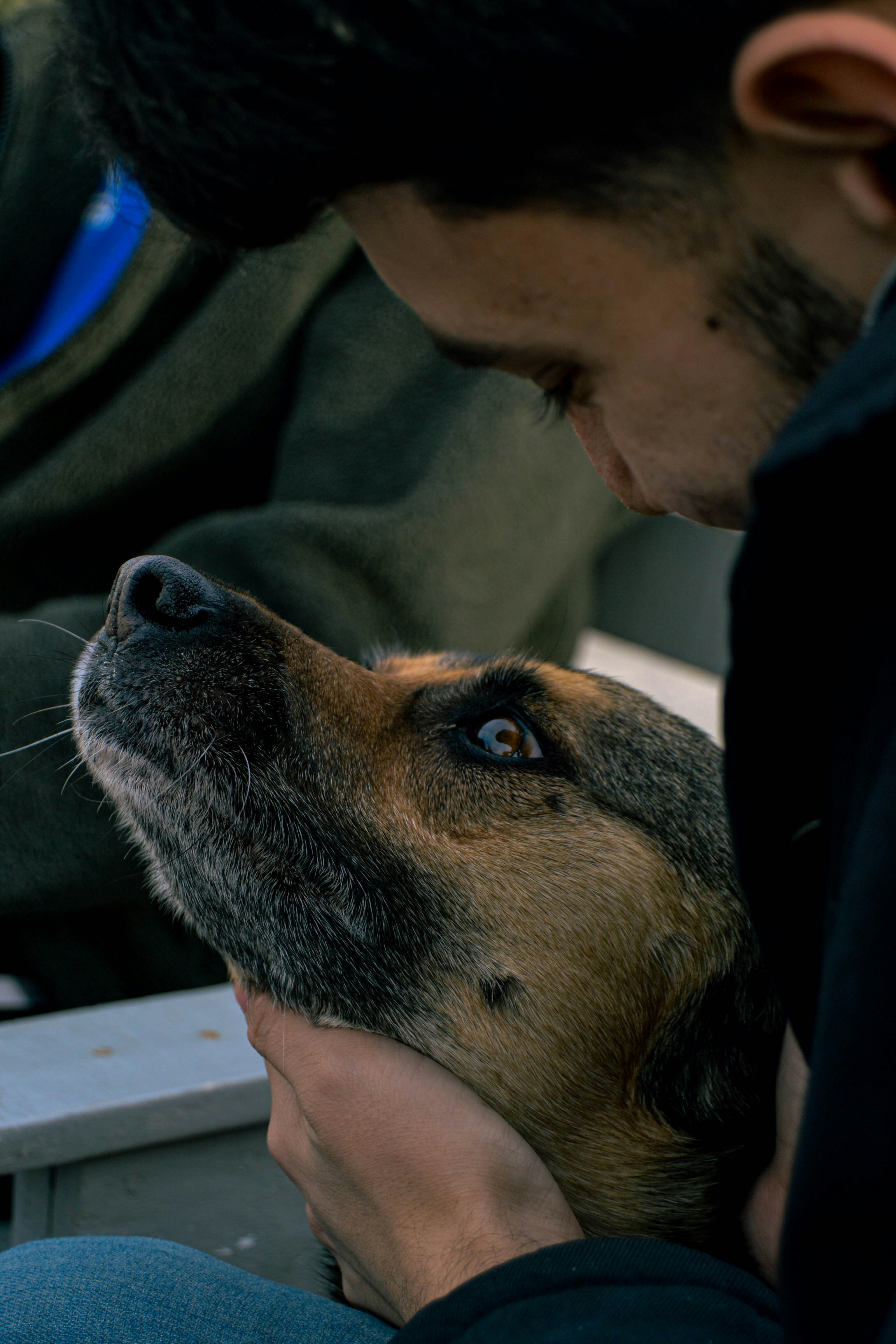 Upward Gaze: A Quiet Moment of Trust Between a Person and Their Dog