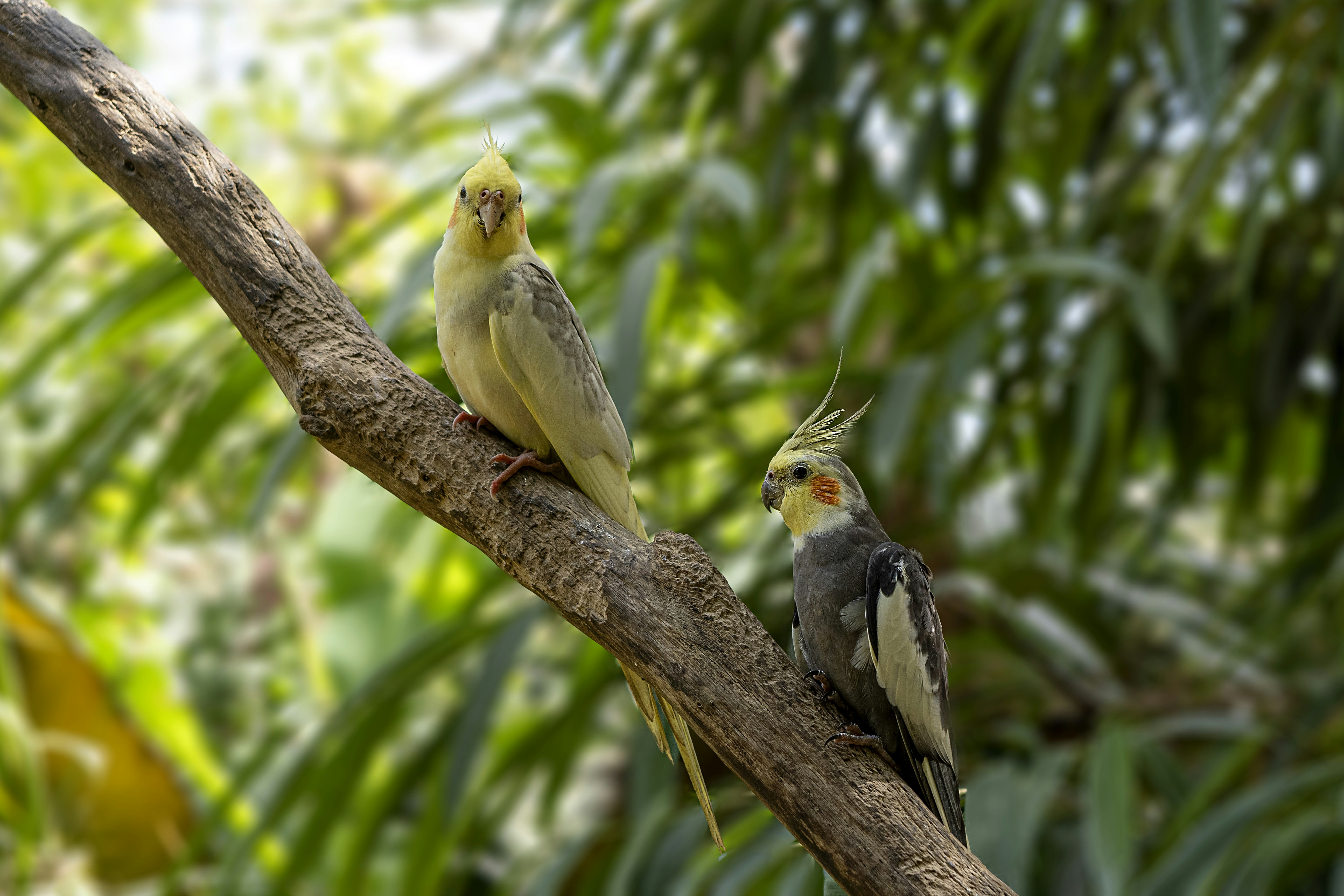 Two birds rest on a tree branch surrounded by vibrant green leaves.