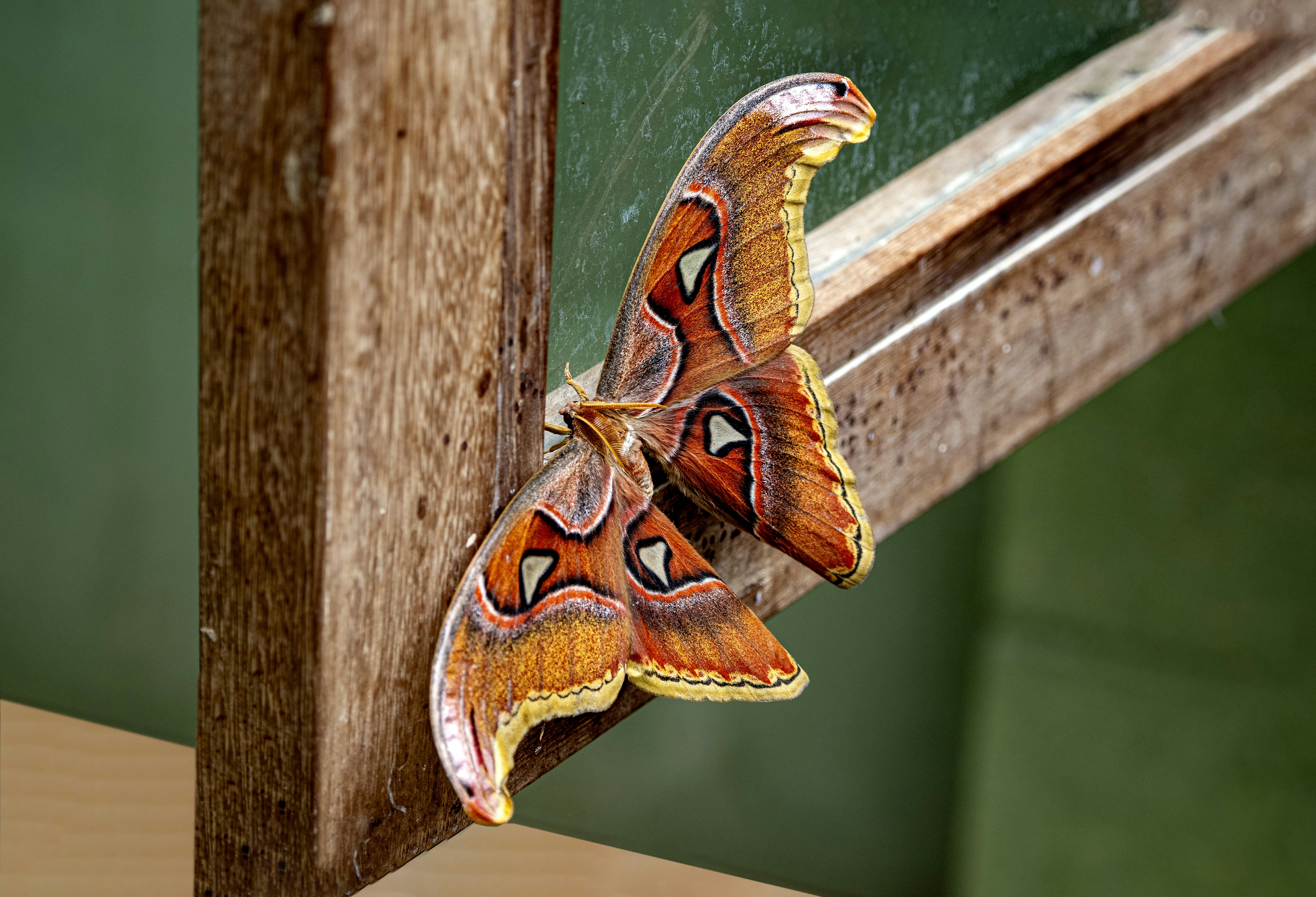 Psychedelic Wings Folded on a Wooden Frame