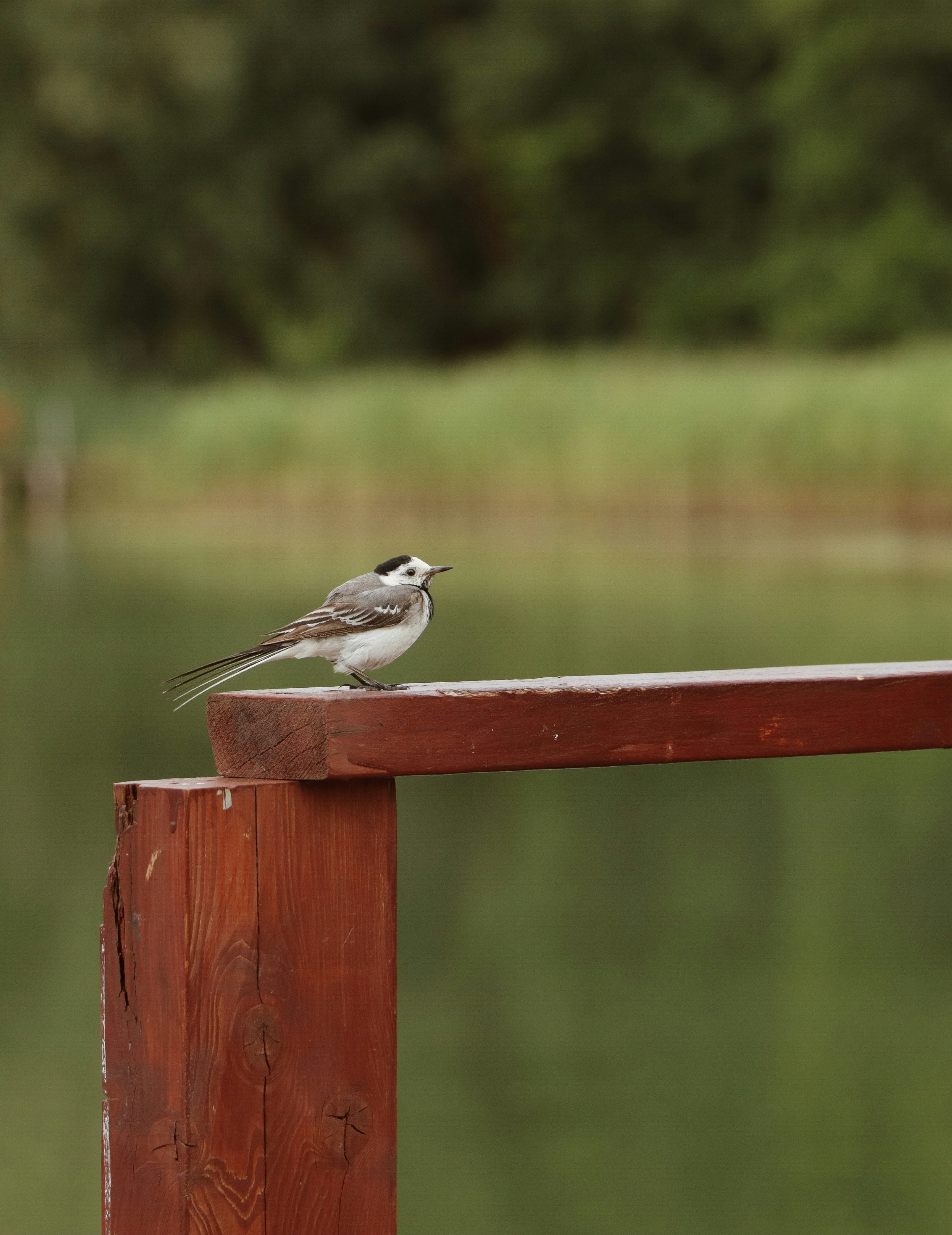 A little bird on the pier made this afternoon more enjoyable :)