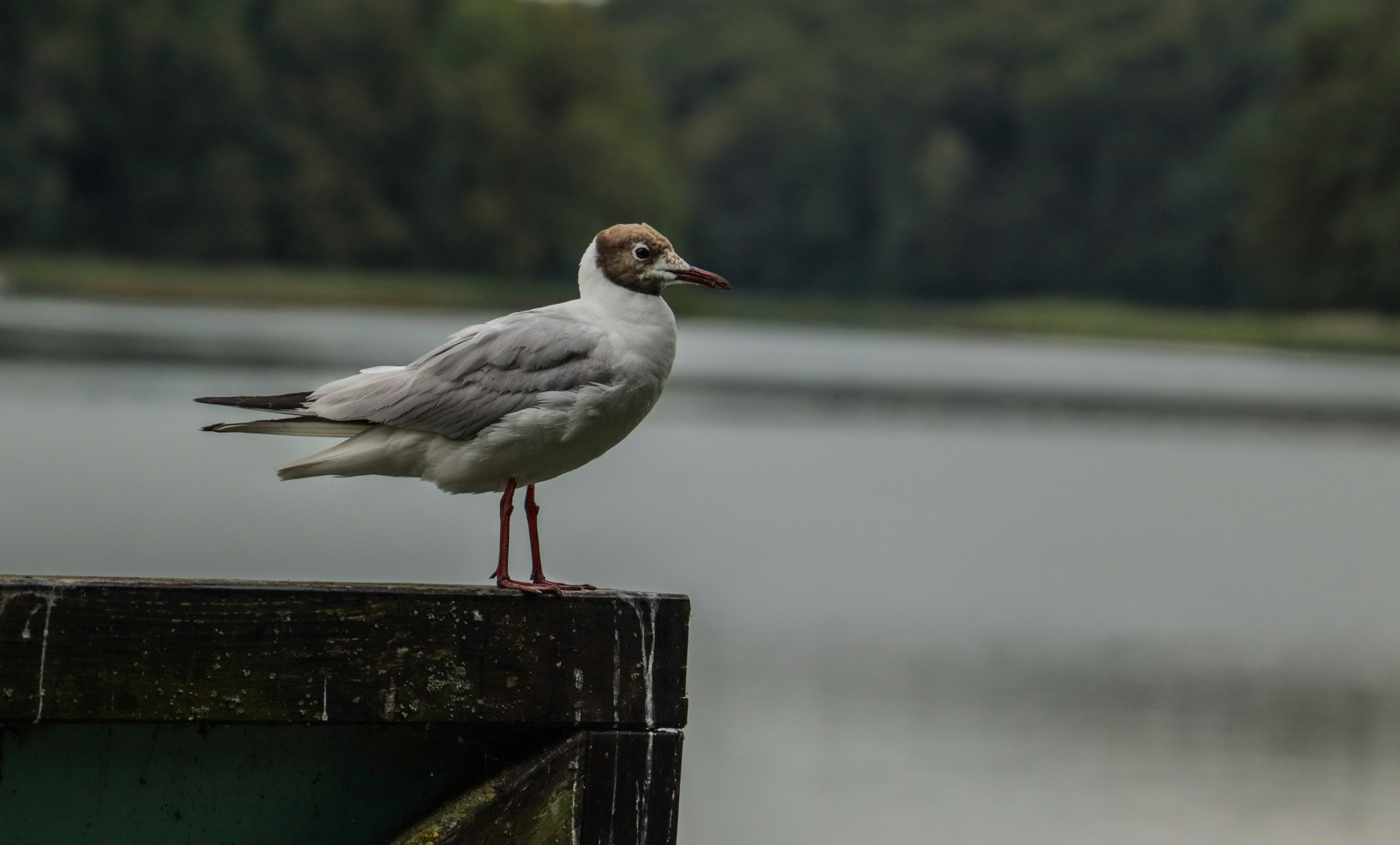 Sentinel on a Weathered Post Over a Quiet Lake