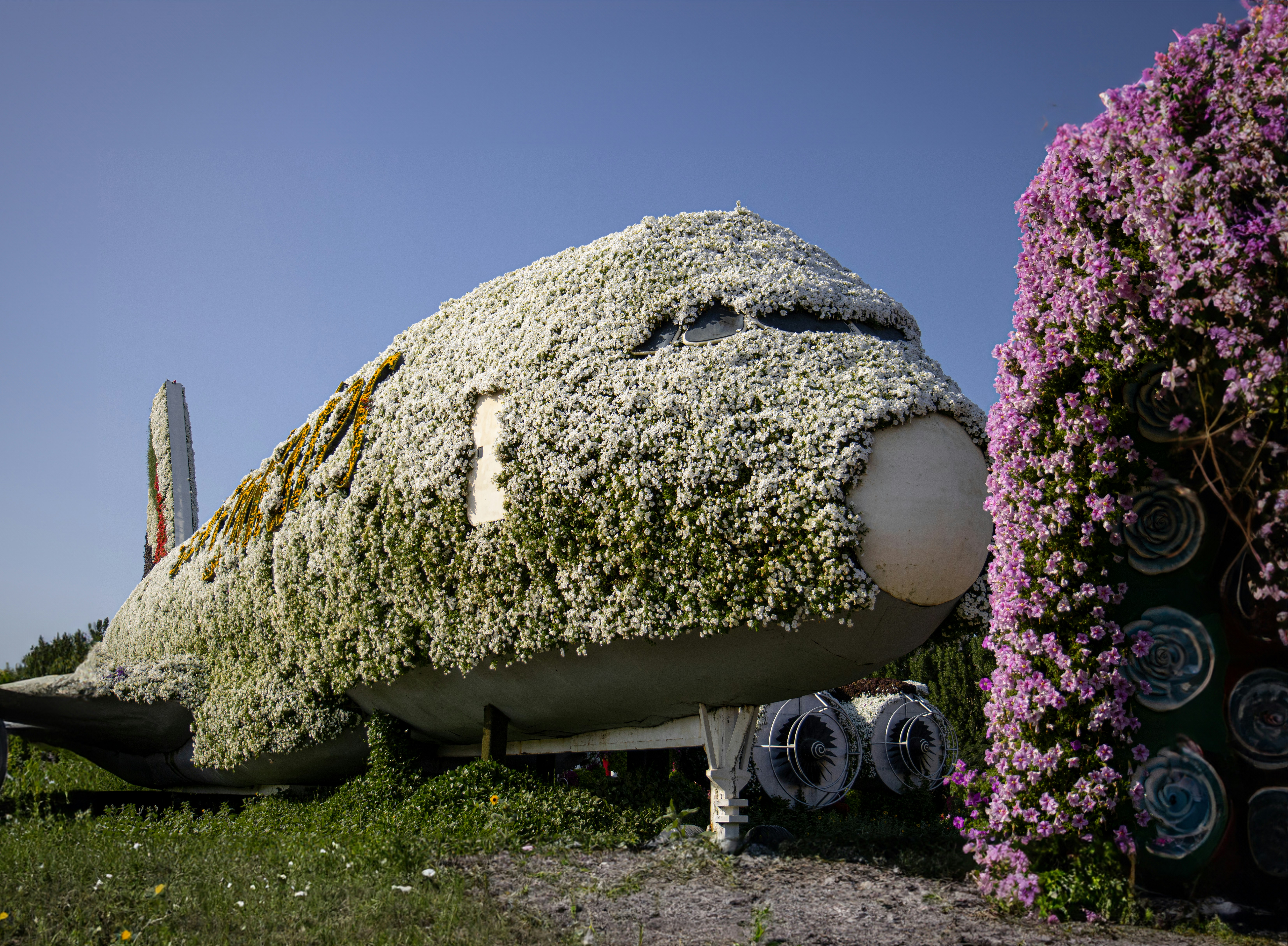 The Floral Aviator: A Plane Adorned with White Blooms in a Sunlit Garden