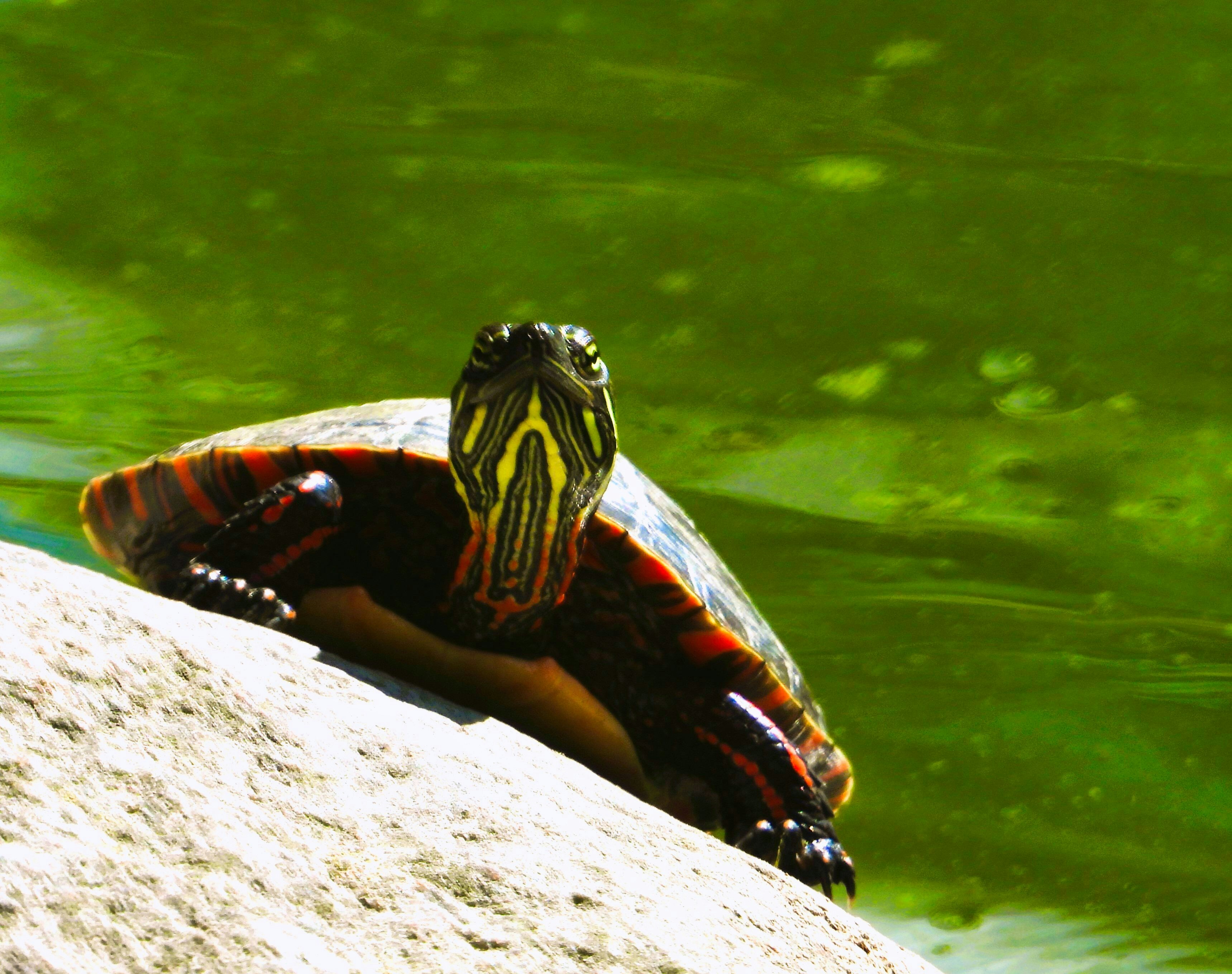 Juvenile turtle basking on a sunlit rock beside vibrant green water.