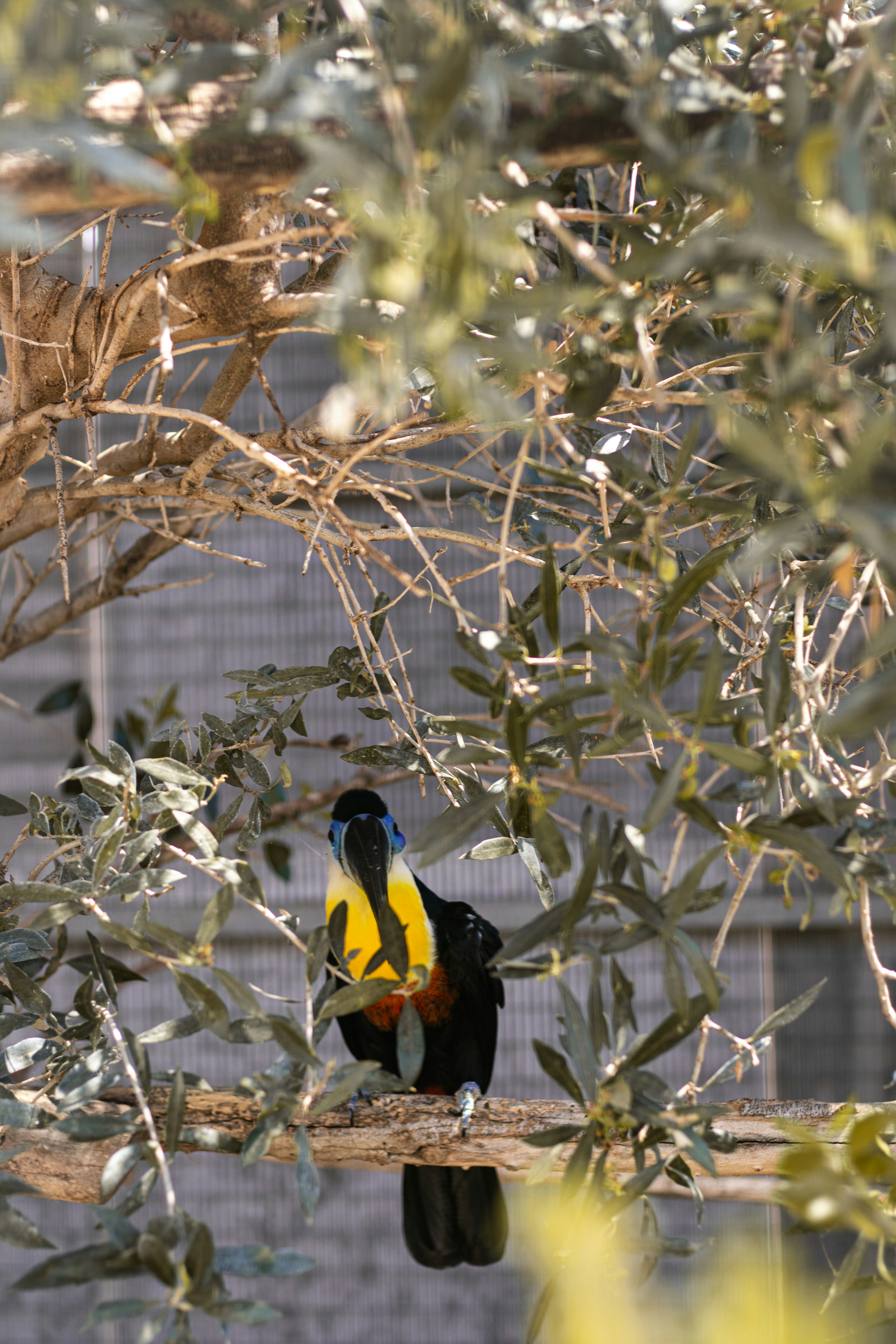 Blue-Crowned Black Bird on an Olive Branch