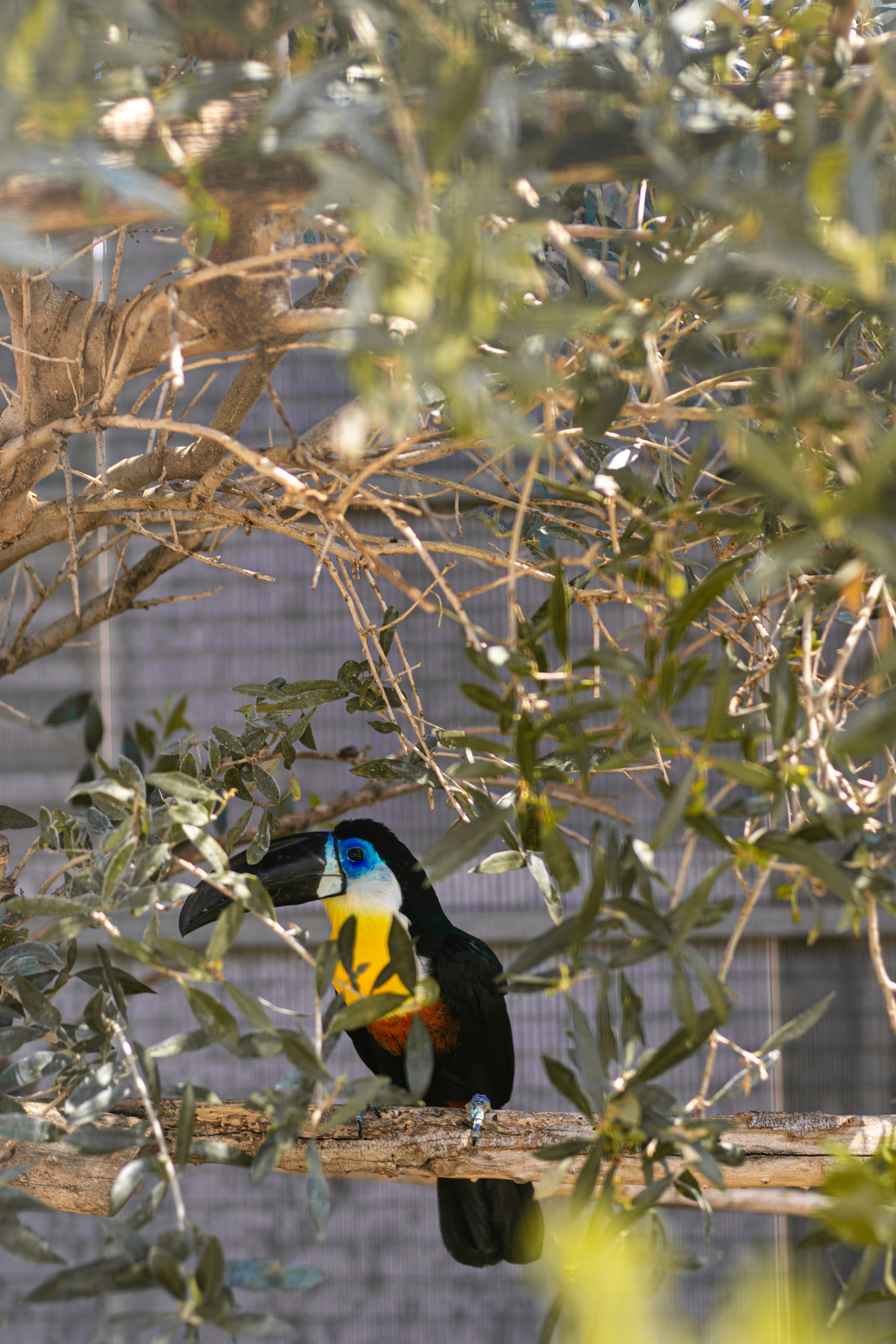 Blue-crowned Toucan on a Perch Among Olive Branches