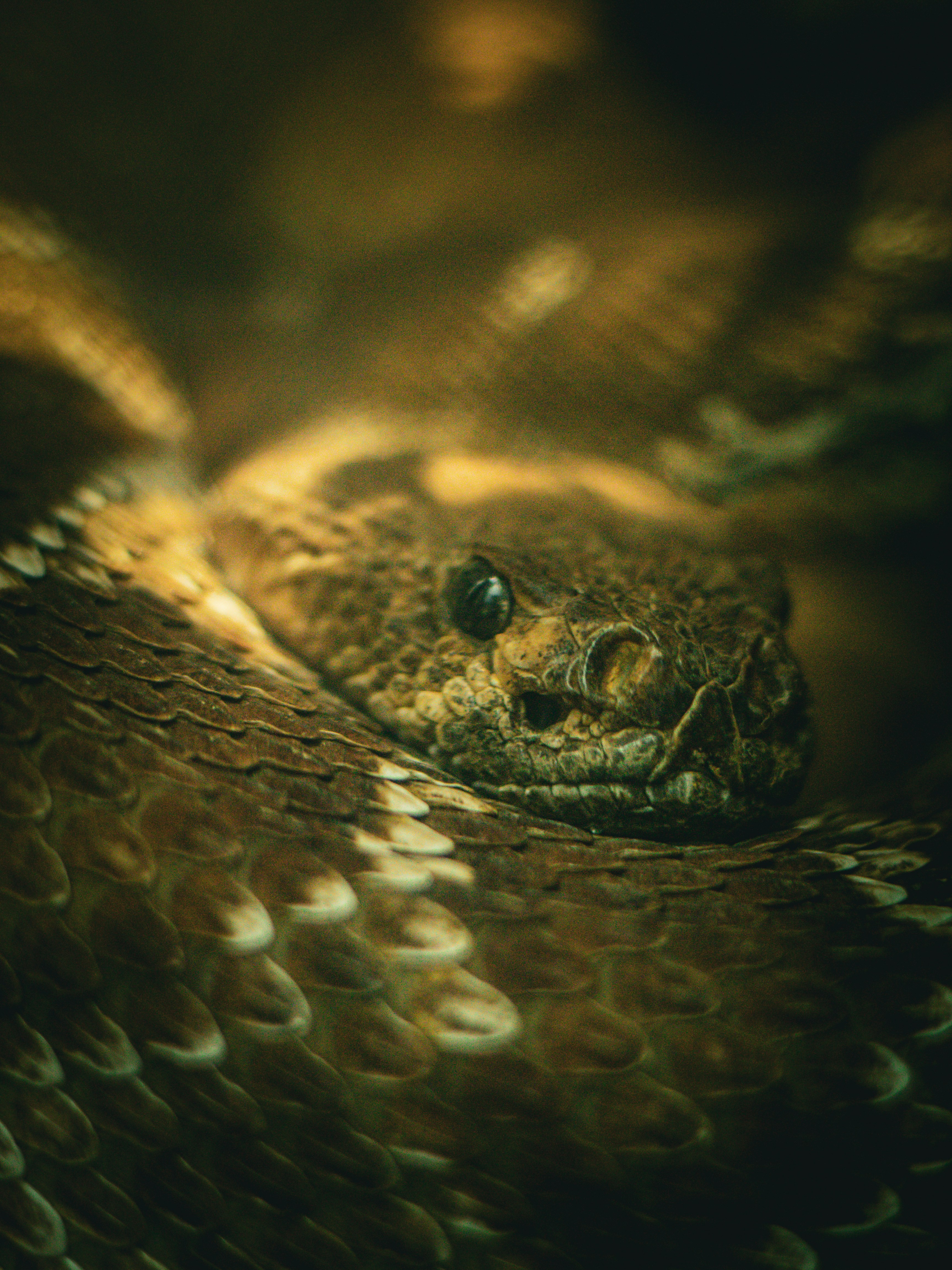 A close up picture of a snake's head photo – Free Snake Image on Unsplash