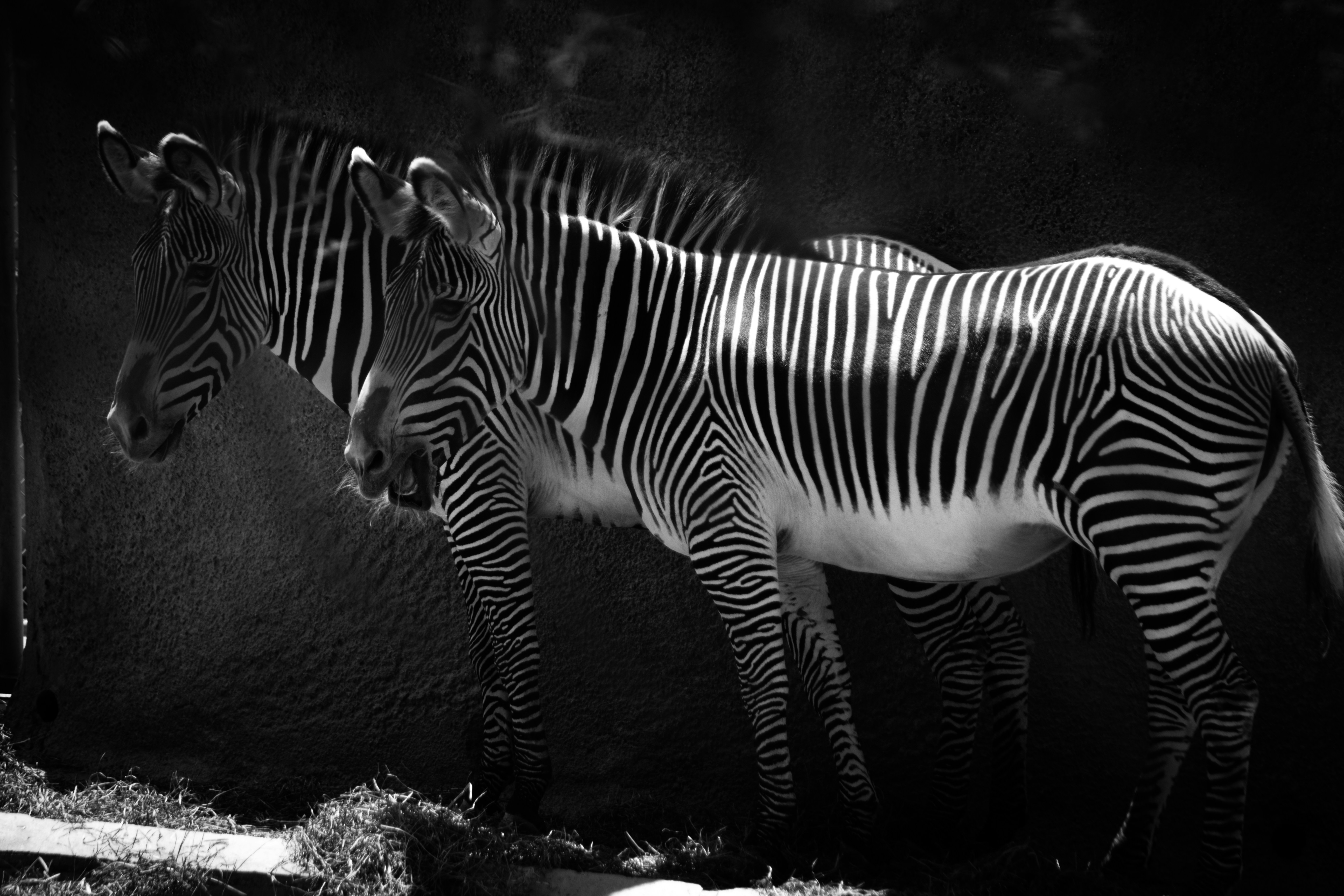 Monochrome Standoff: Zebras Line Up by a Shadowed Wall