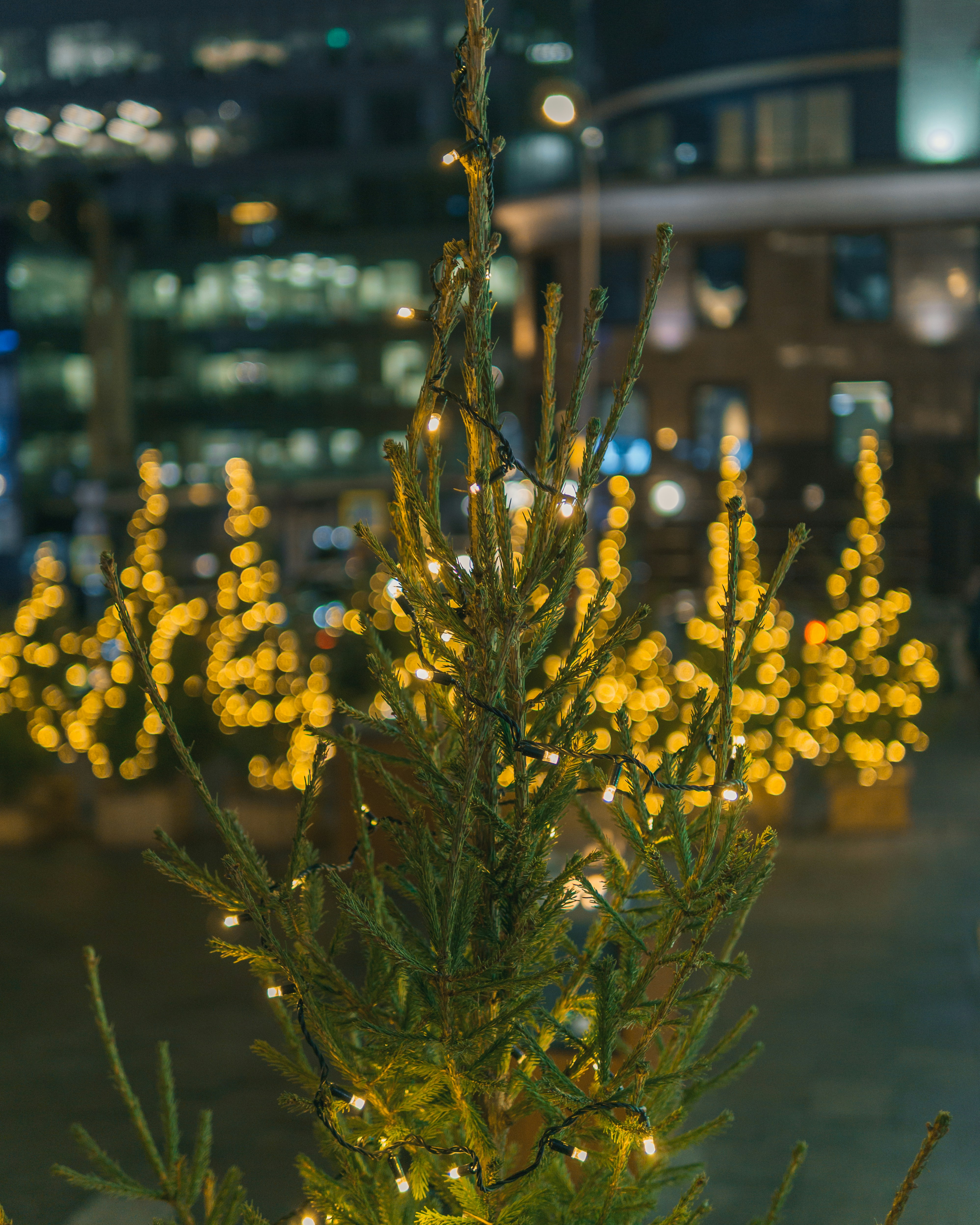 Center Pine, City Glow: Night Plaza Lights Amid Urban Warmth