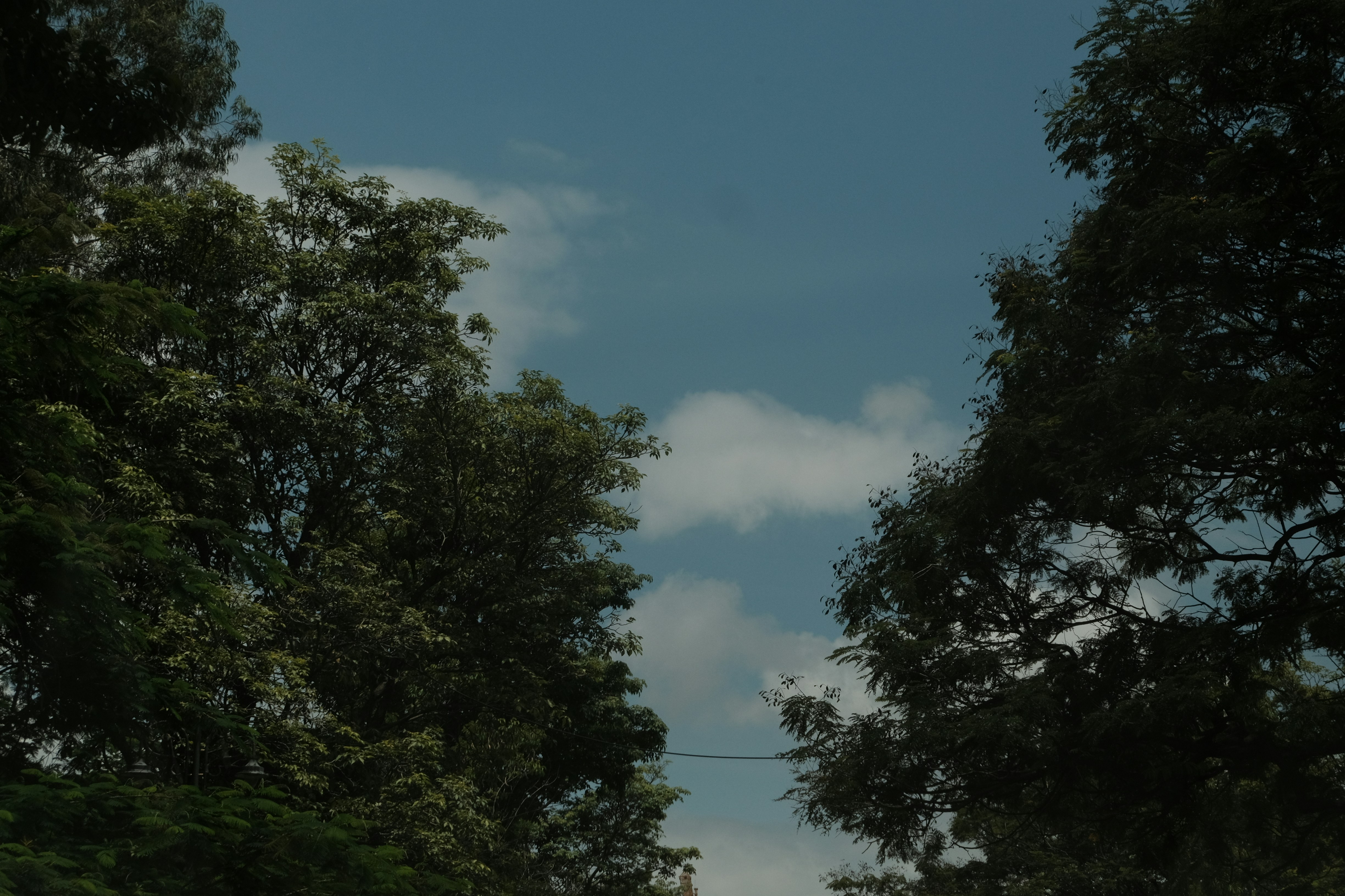 Airplane soaring above a dense green forest, framed by towering trees under a clear blue sky.