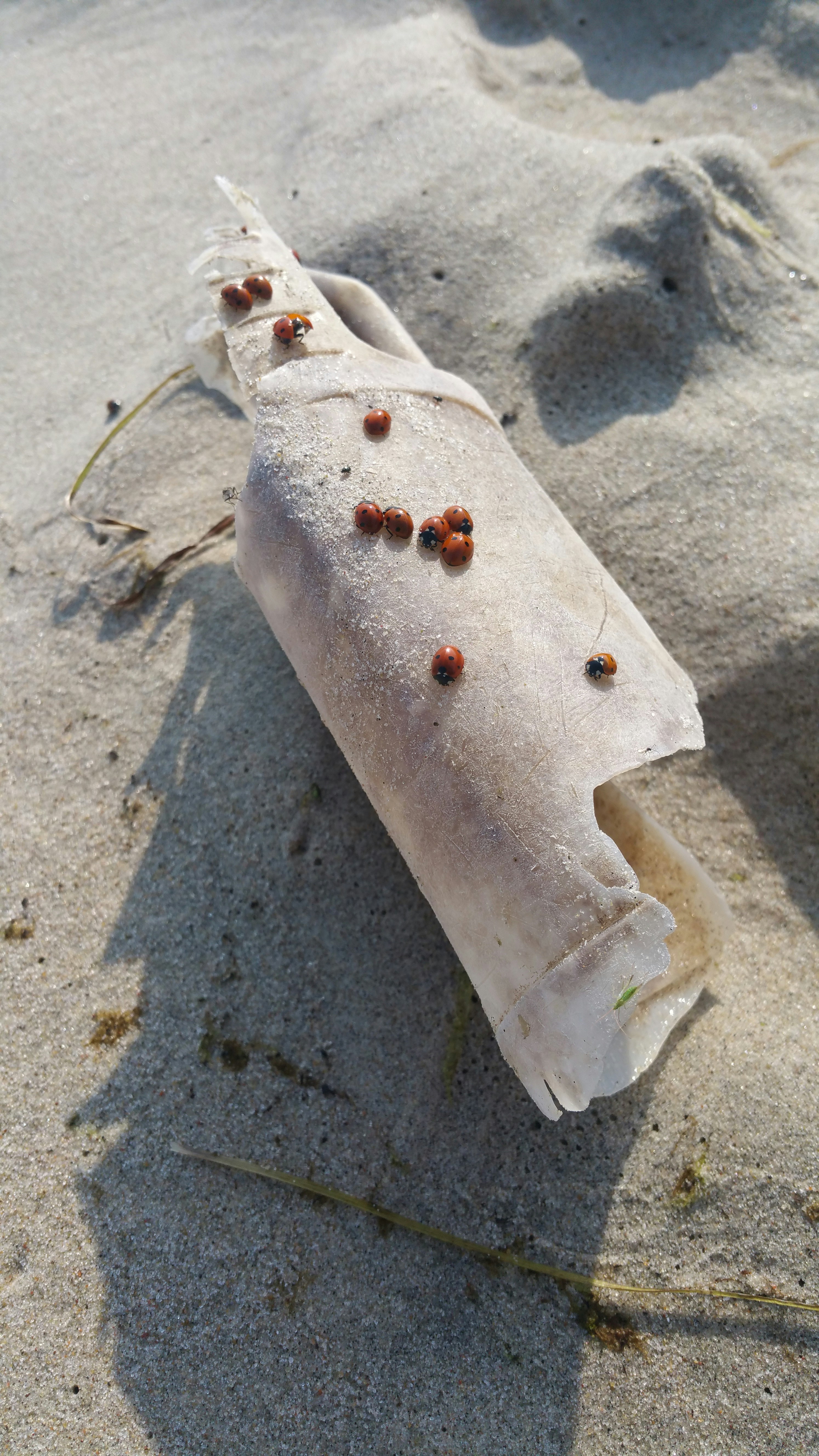 Photo by Iwona Banasik with Samsung Galaxy Note 4