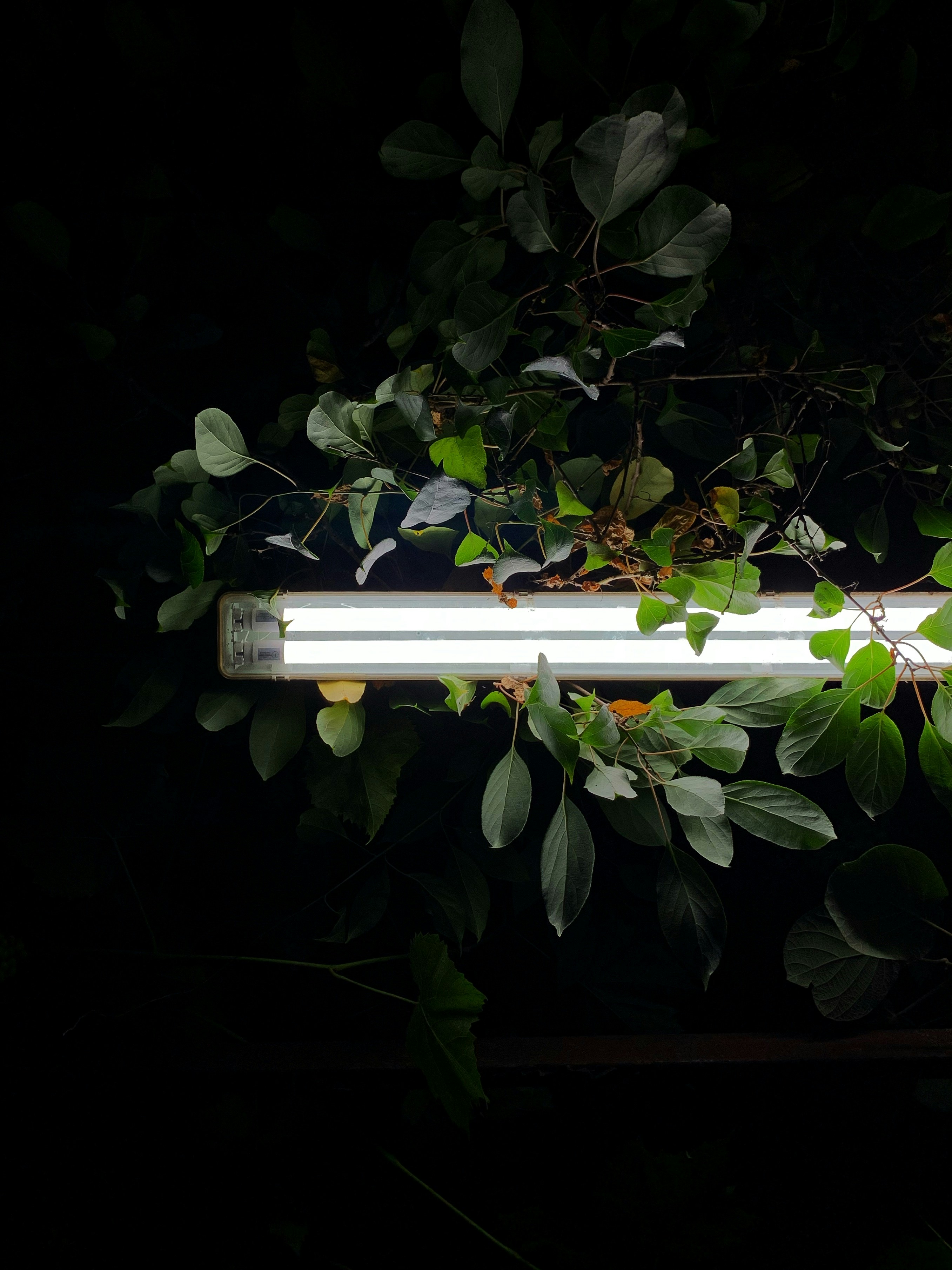 lantern at night in kiwi leaves