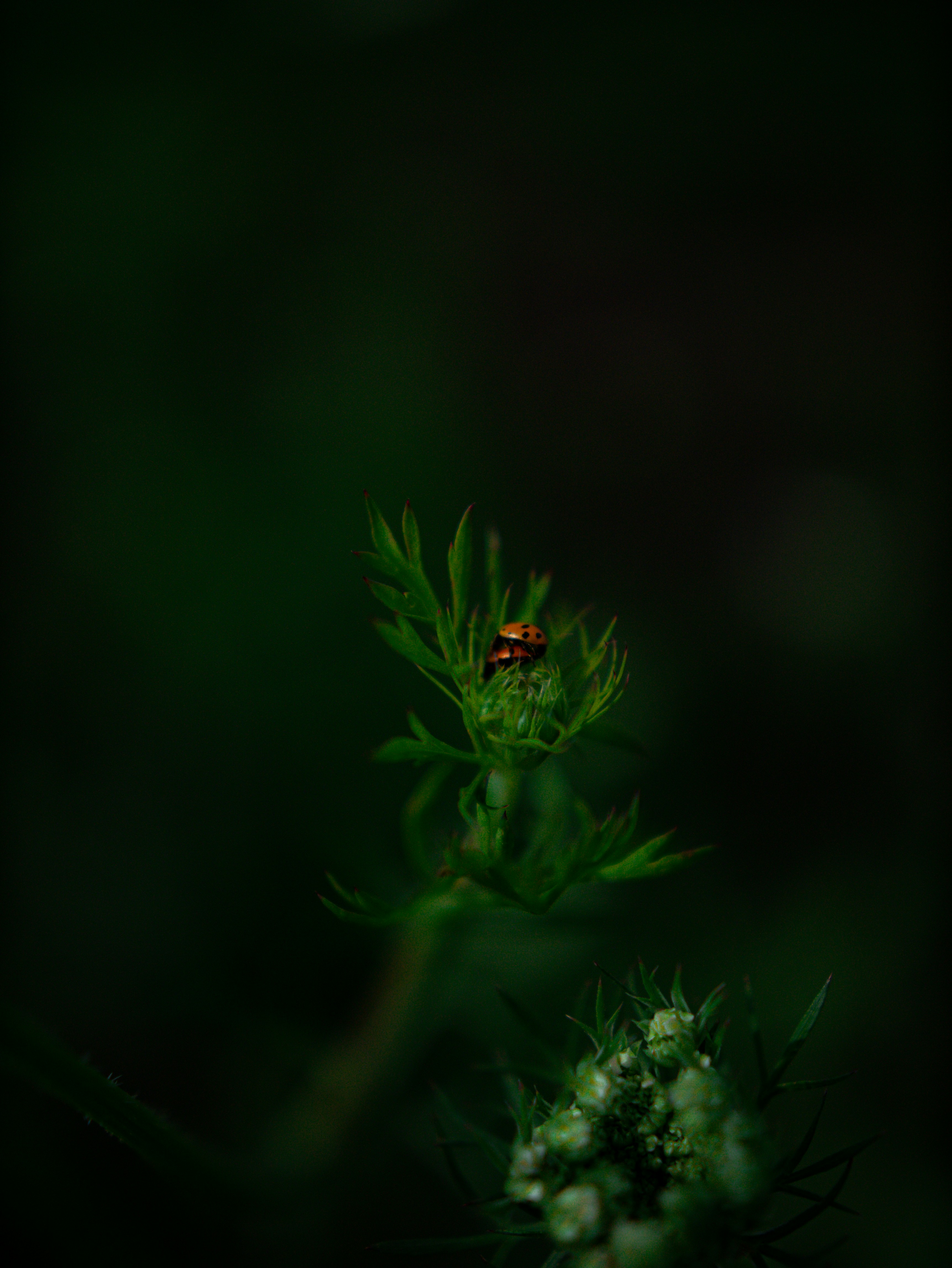 Crimson Sentinel on a Velvet Green Sprout in a Shadowed Garden