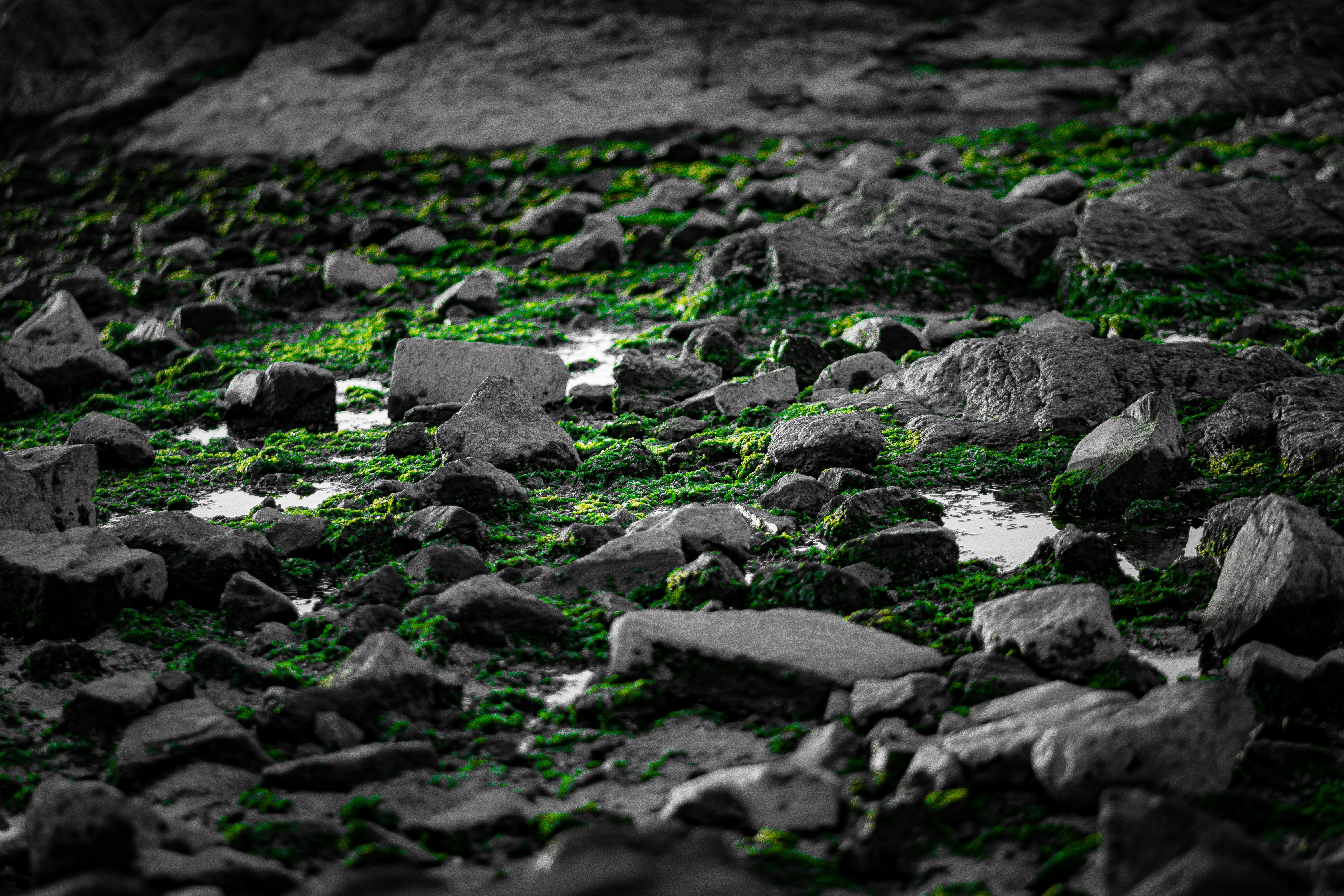 Emerald Shore Mosaic