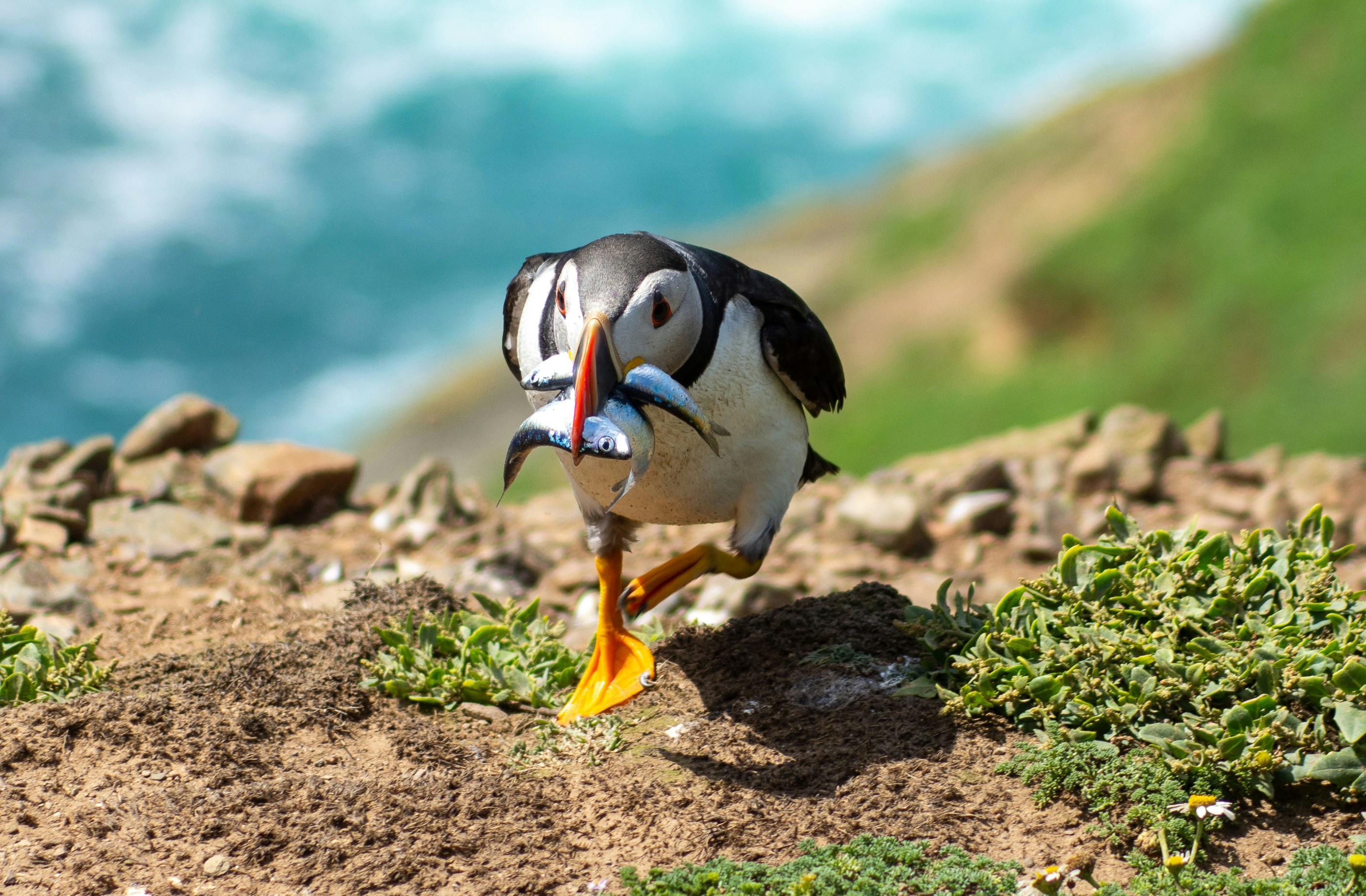 Stubborn Puffin on a Cliff: A Splash of Orange in a Rocky Green Verge
