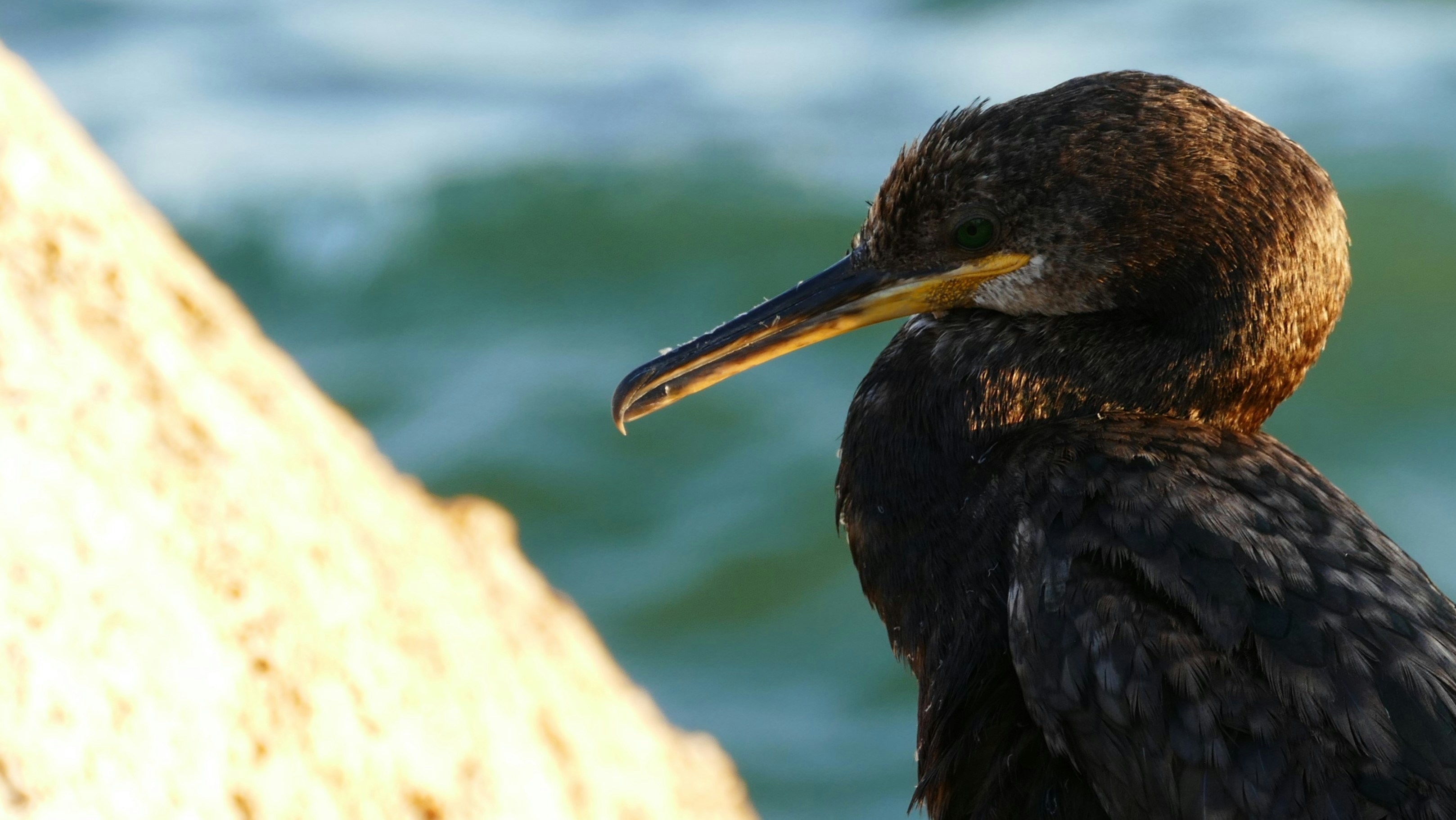 Cormorant Sentinel on a Sunlit Rock Over Quiet Green-Blue Seas