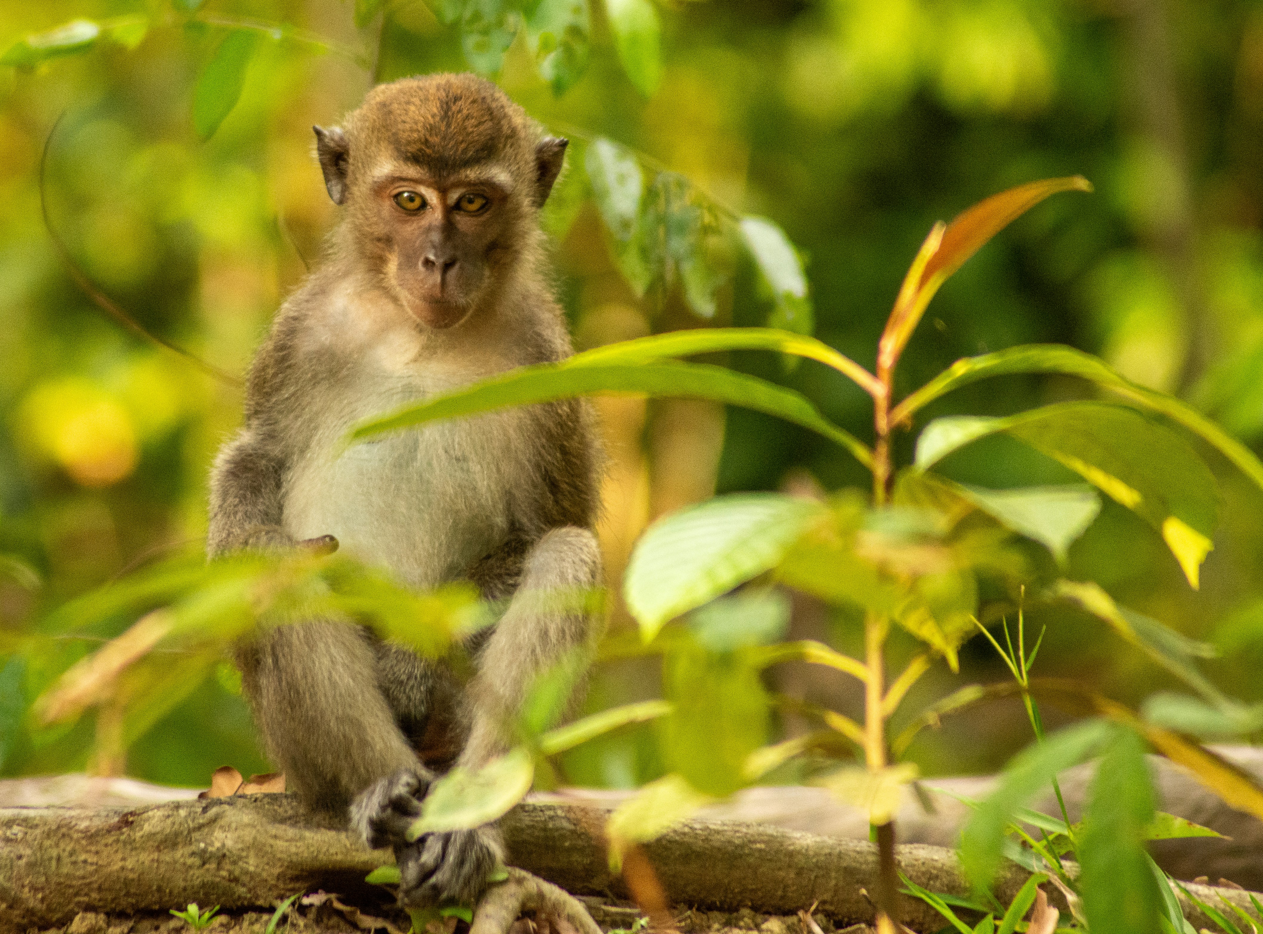 A monkey sitting on a log in the woods photo – Free Kinabatangan river ...