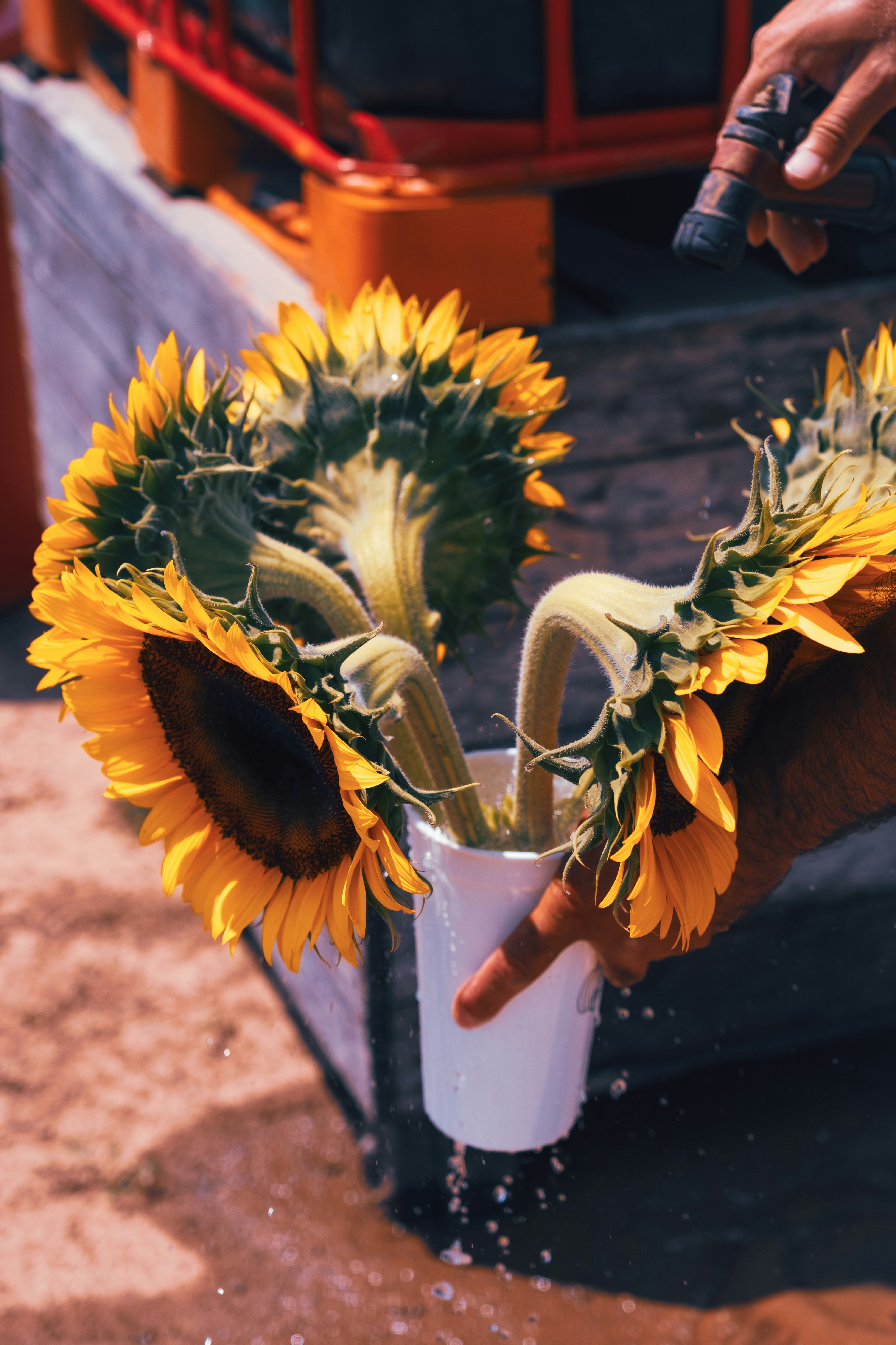 Sunflowers in a White Cup: Bold Golden Blooms Framed by Industrial Rust