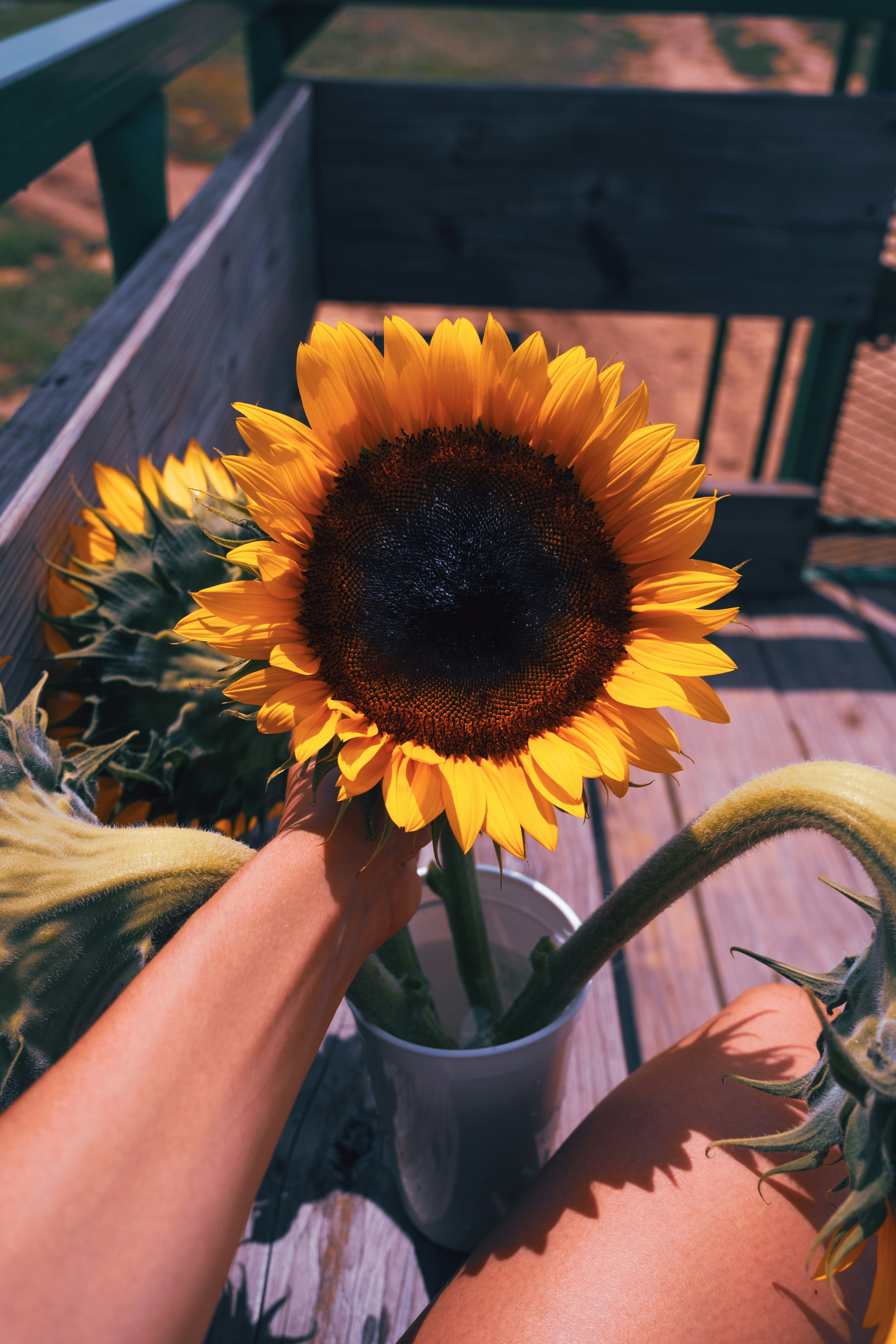 Sunflower Portrait: A Handful of Sunshine on Weathered Decking