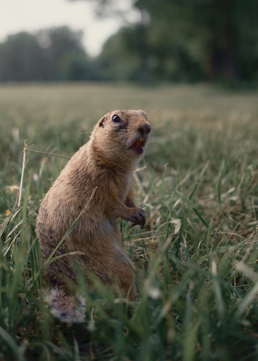 Ground Squirrel vs. Tree Squirrel - What's the Difference? | This vs. That Ground Squirrel vs. Tree Squirrel - What's the Difference? | This vs. That