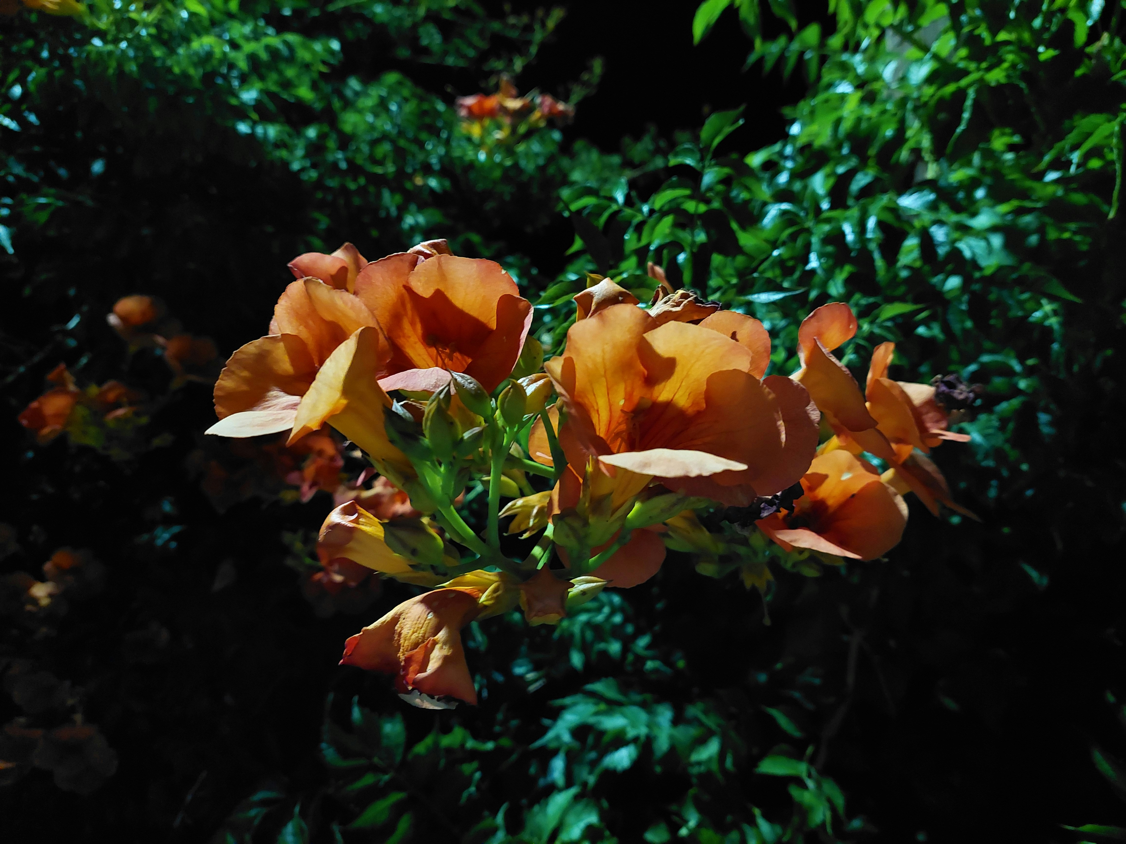 Amber Bloom: Close-Up of Orange Petals in a Velvet Green Backdrop