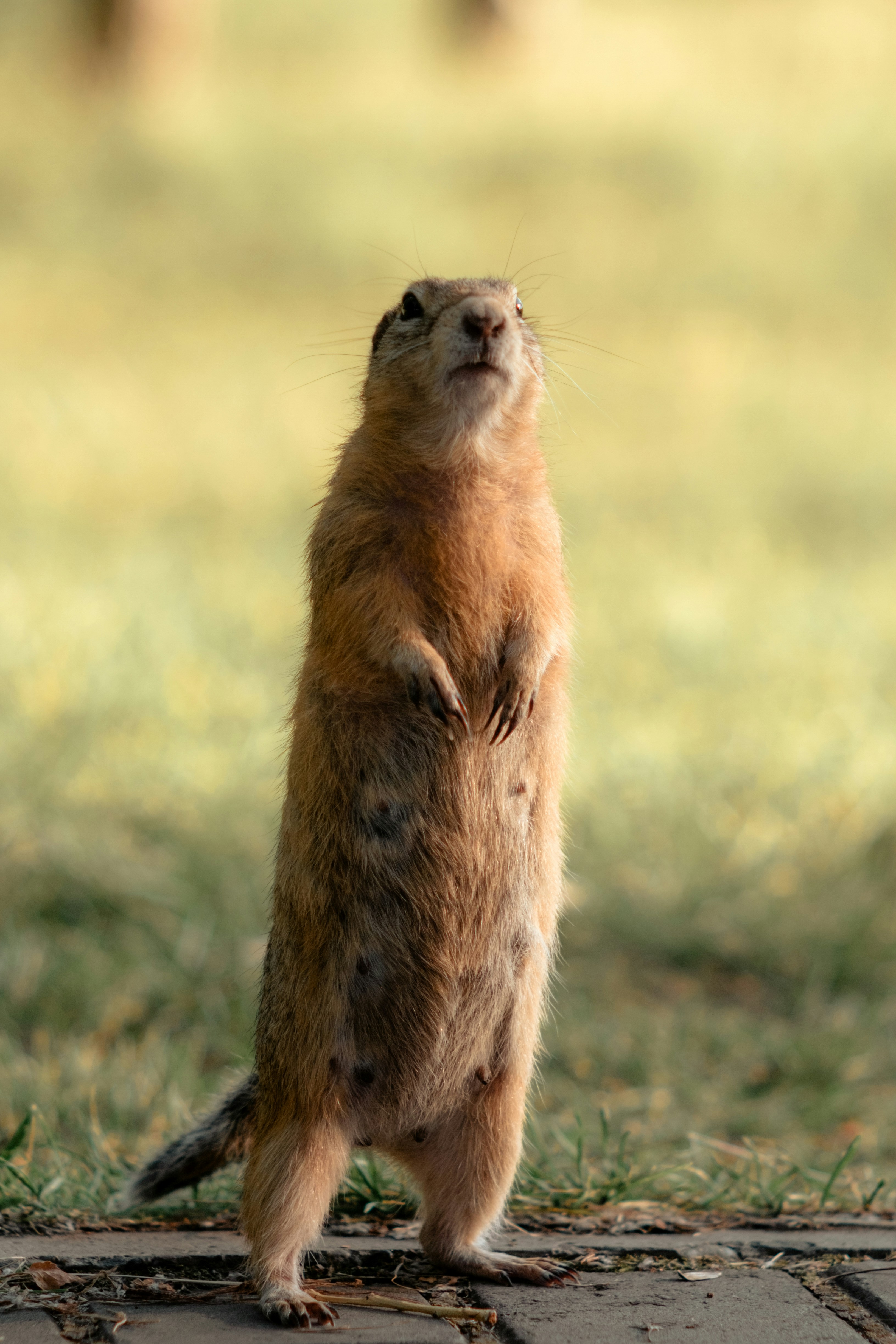 Standing Gopher.