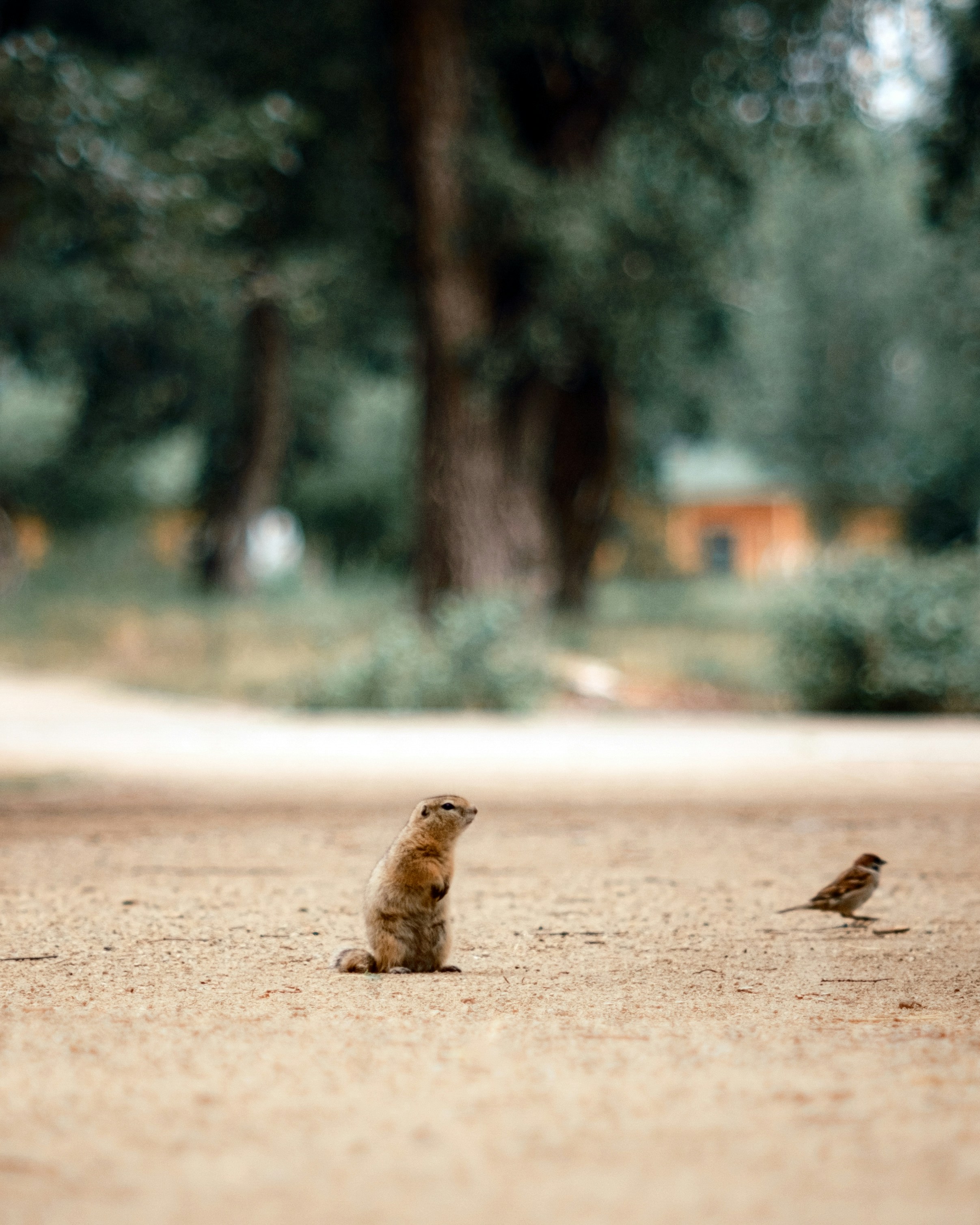 Dusty Clearing Sentinel: A Lone Ground Squirrel in Focus
