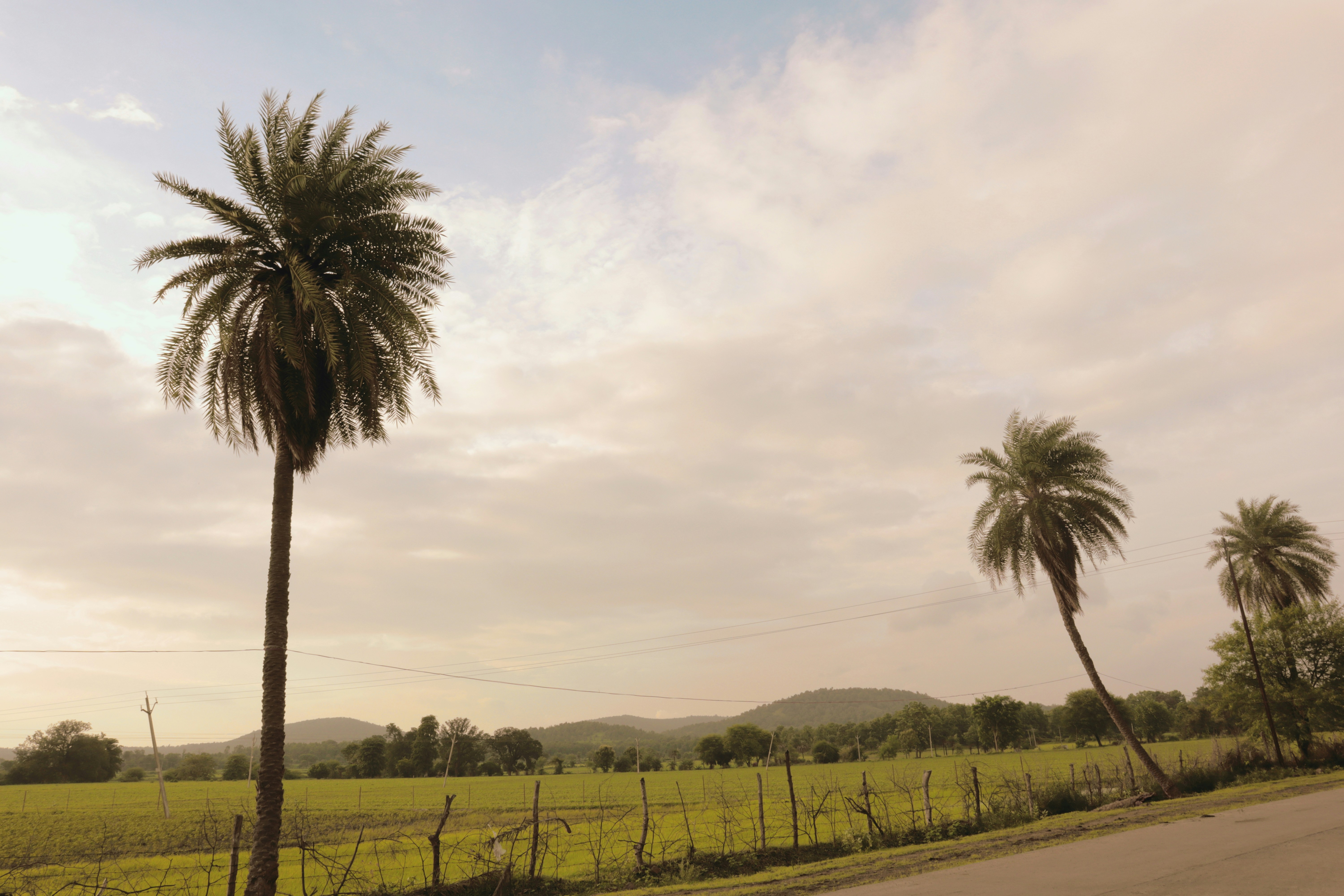 Palm Sentinels Over a Dusk-Hazed Field