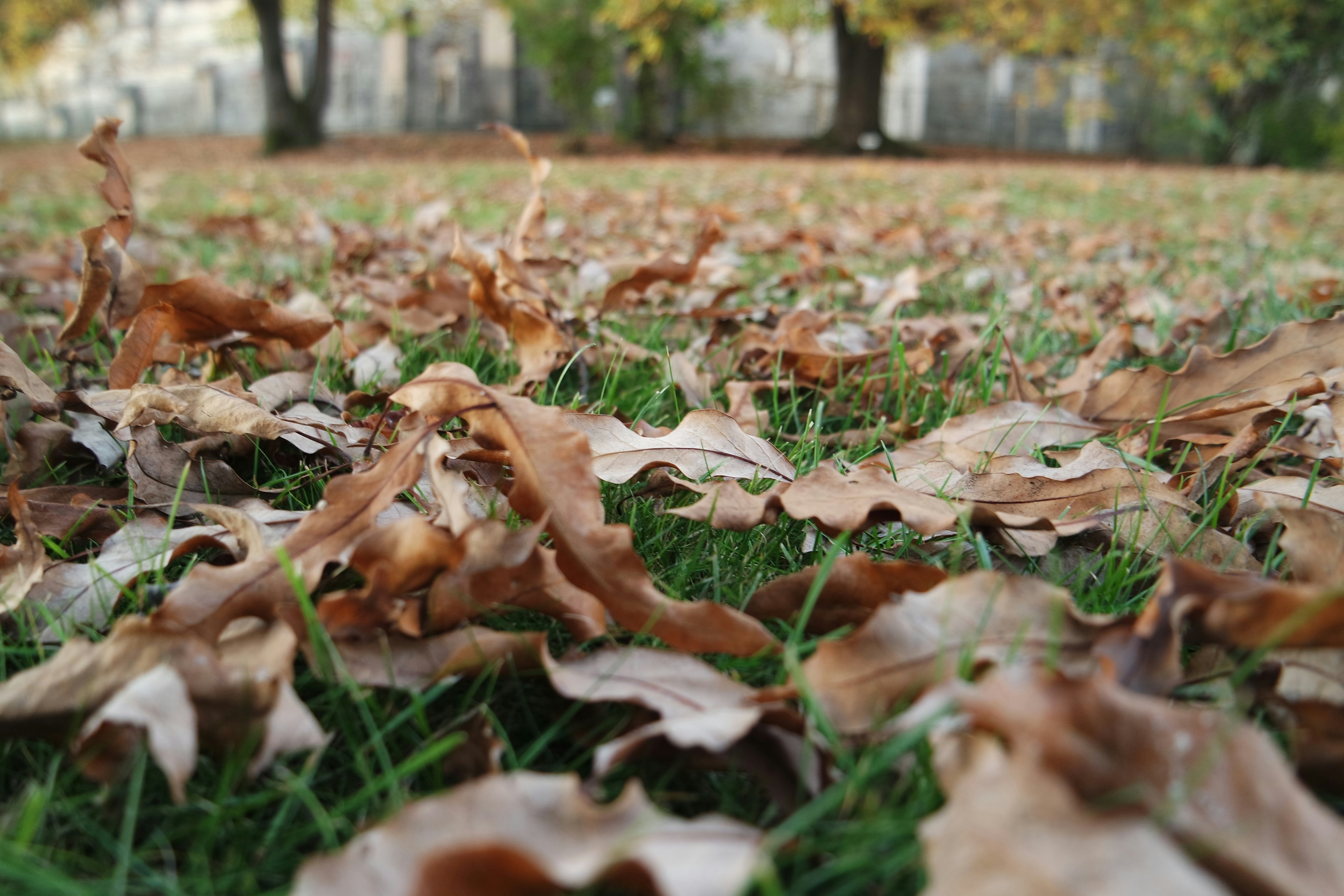 Ground-Level Autumn: A Carpet of Leaves in Sharp Focus
