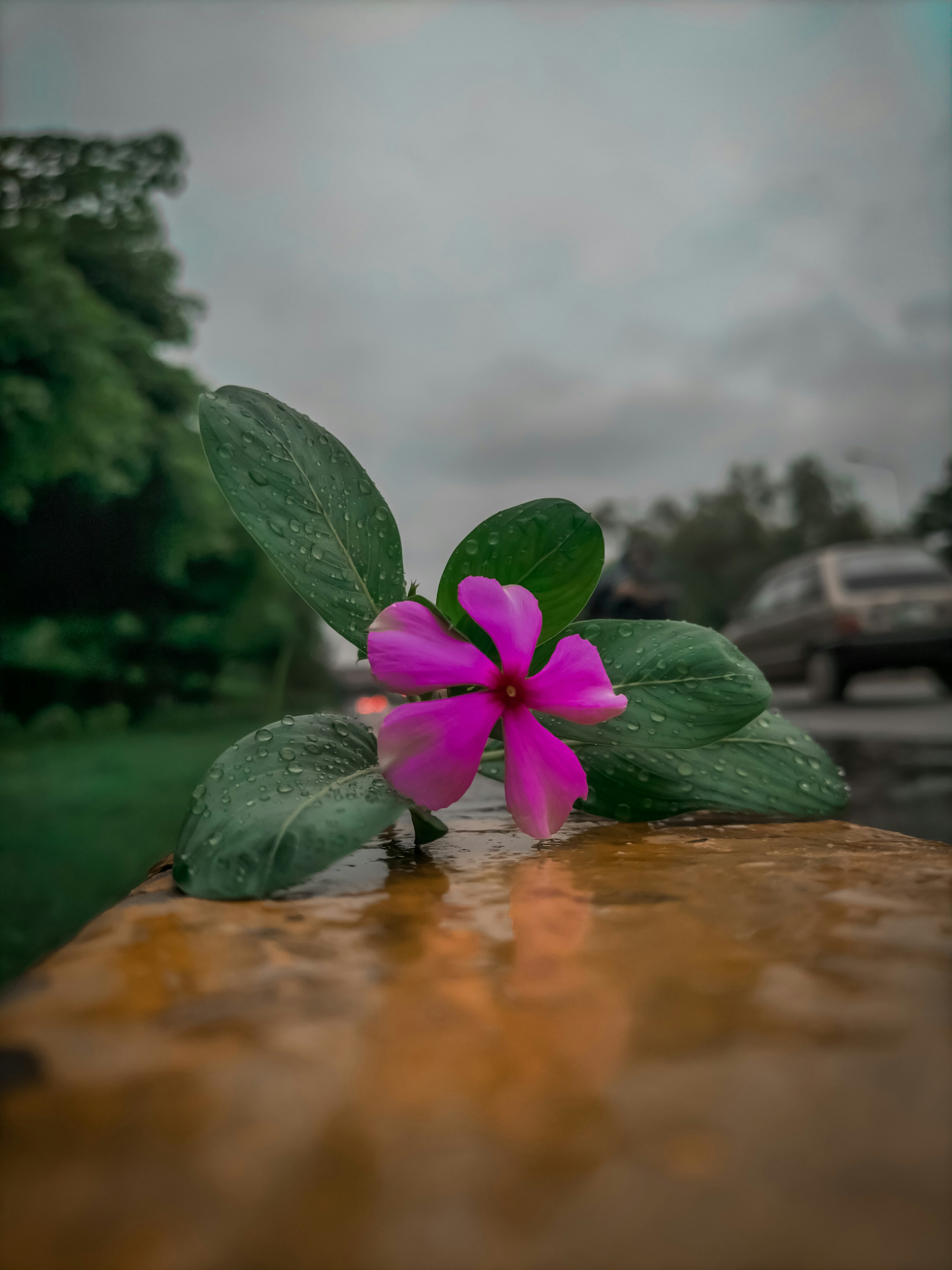 Pink Vinca on a Rain-Washed Ledge: A Quiet Moment in Wet Light