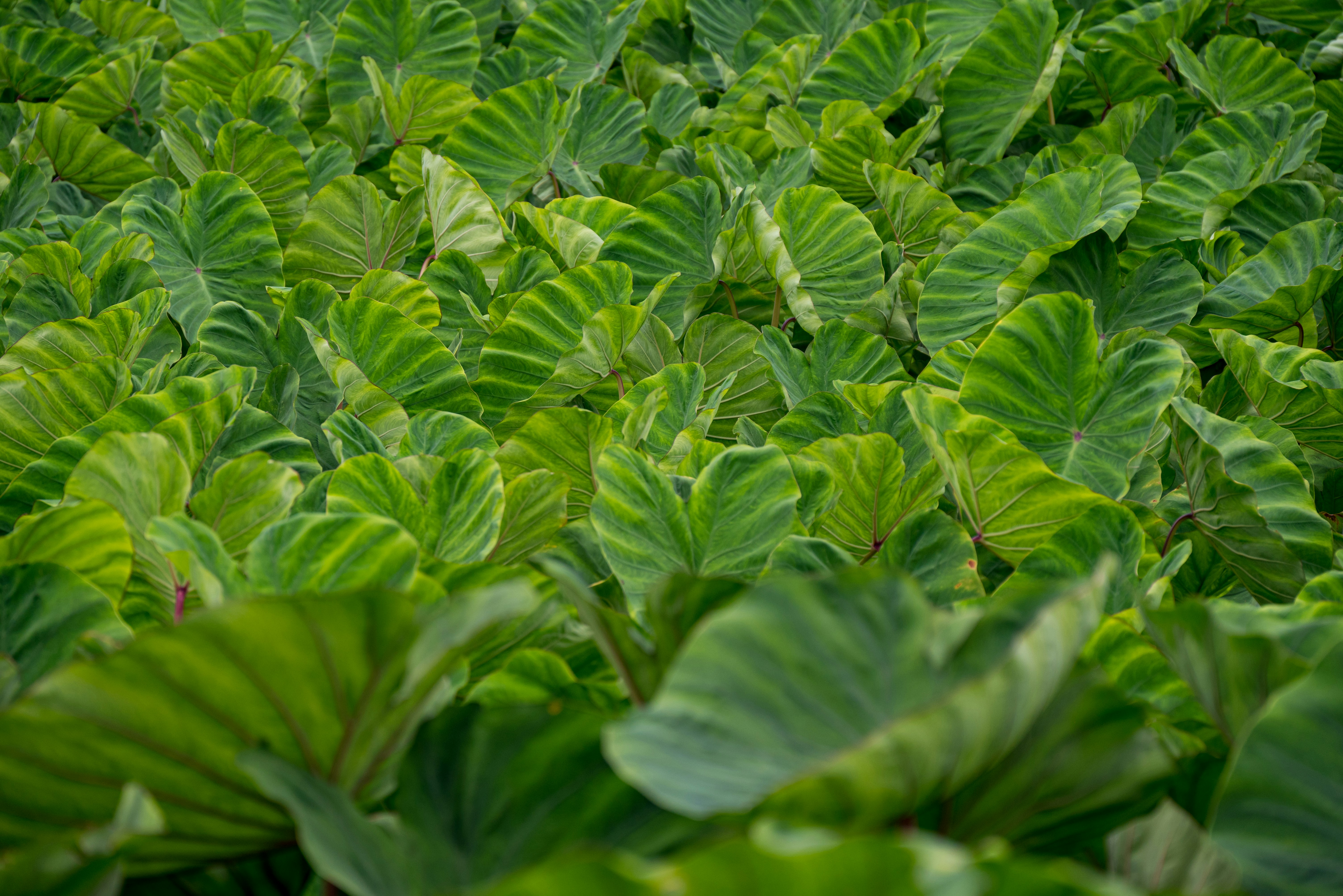 a large group of green leaves in a field