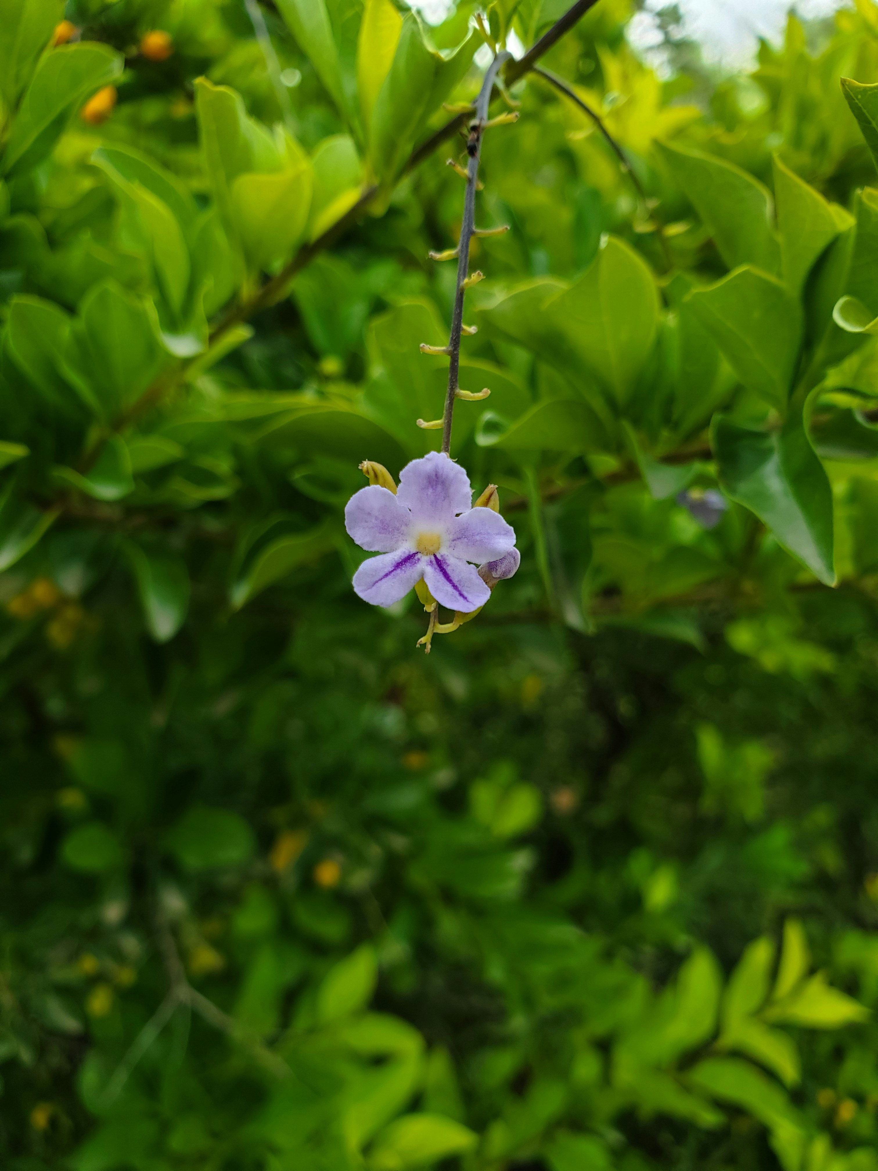 A Lone Violet Bloom Hangs Against a Sea of Green
