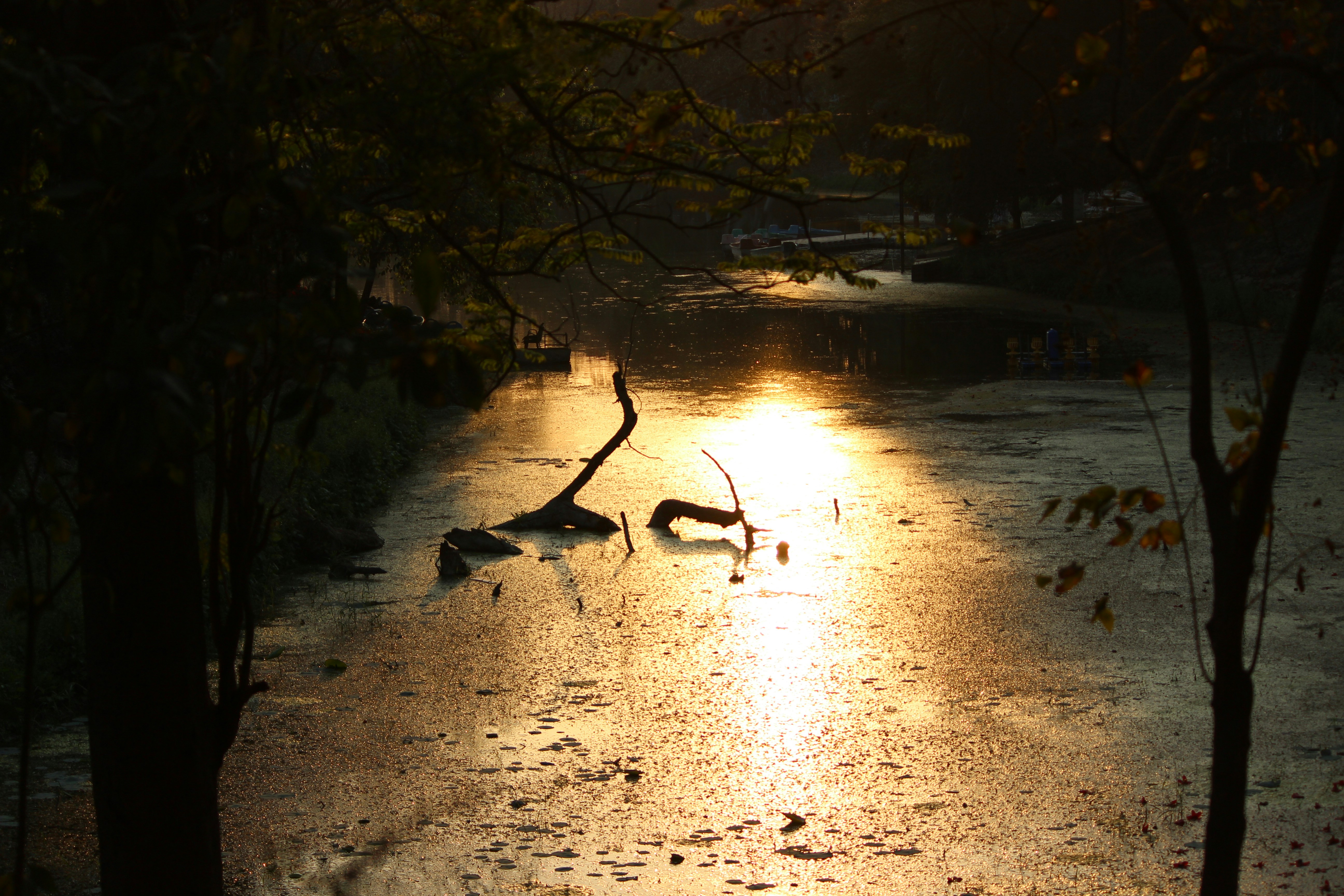 Serene lake at sunset with golden light reflecting on the water's surface, framed by silhouetted trees.