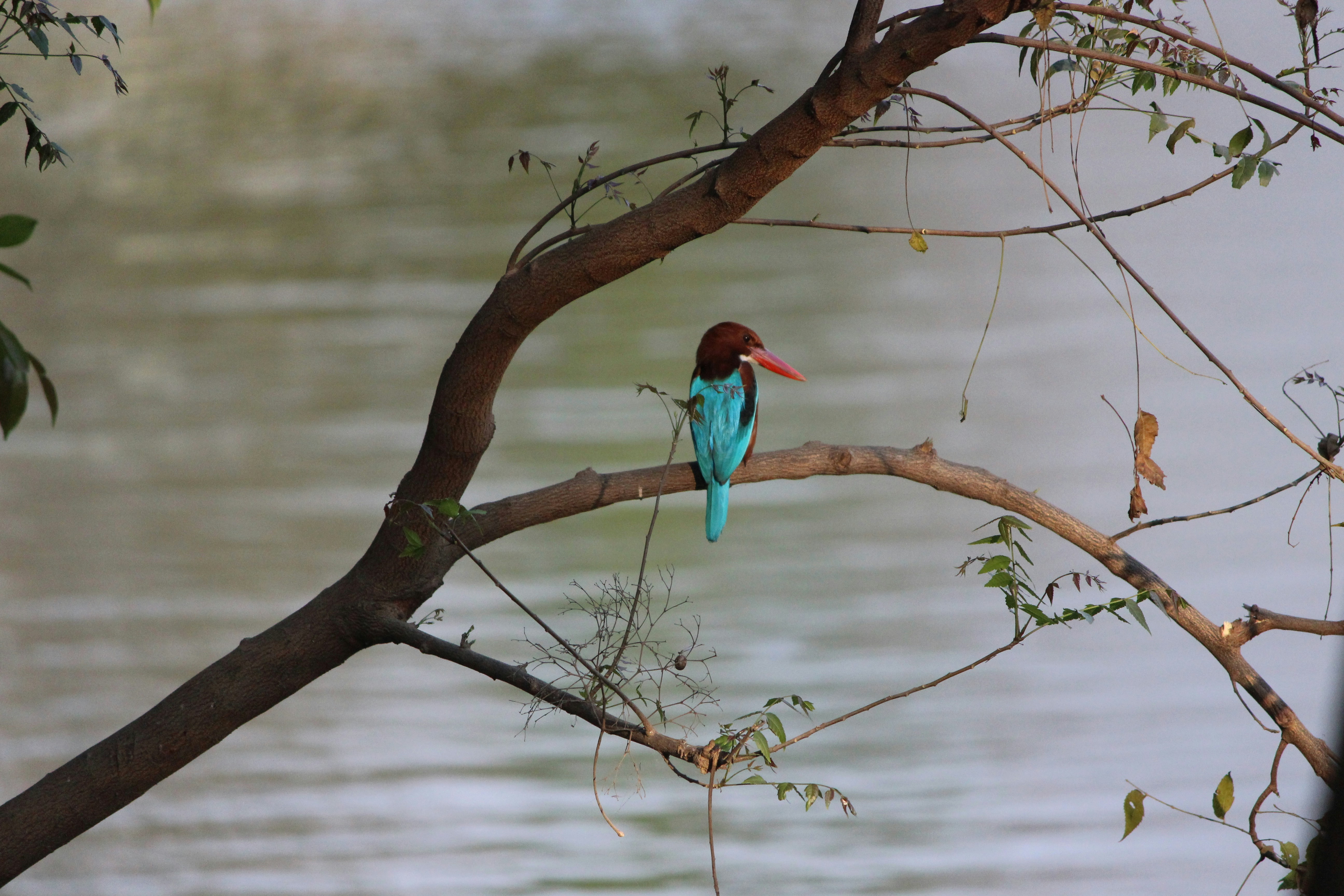 Azure Kingfisher Perched on a Winding Branch Over a Quiet River