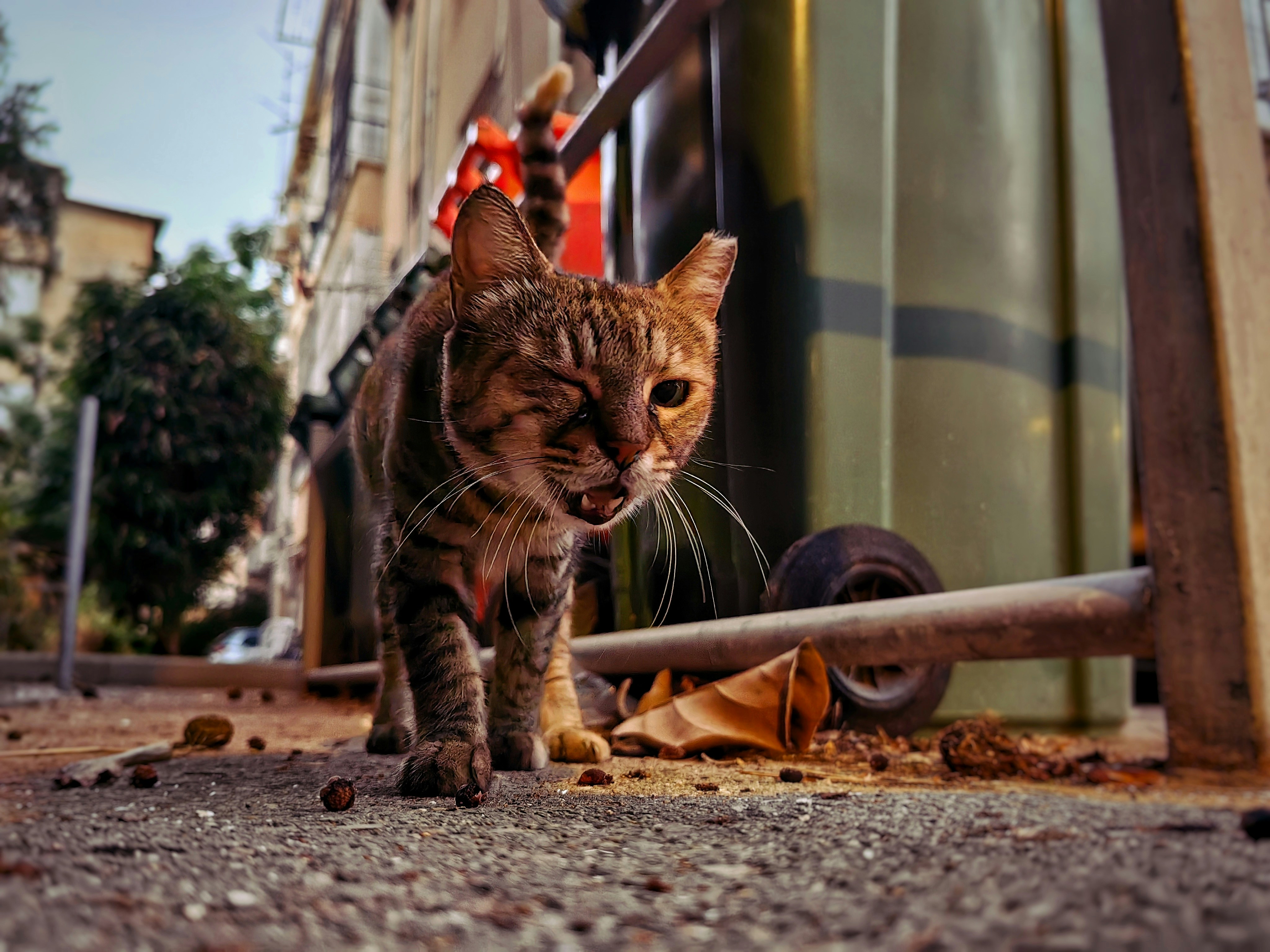 Photo by Gleb Shvartser with Huawei Mate 50 Pro