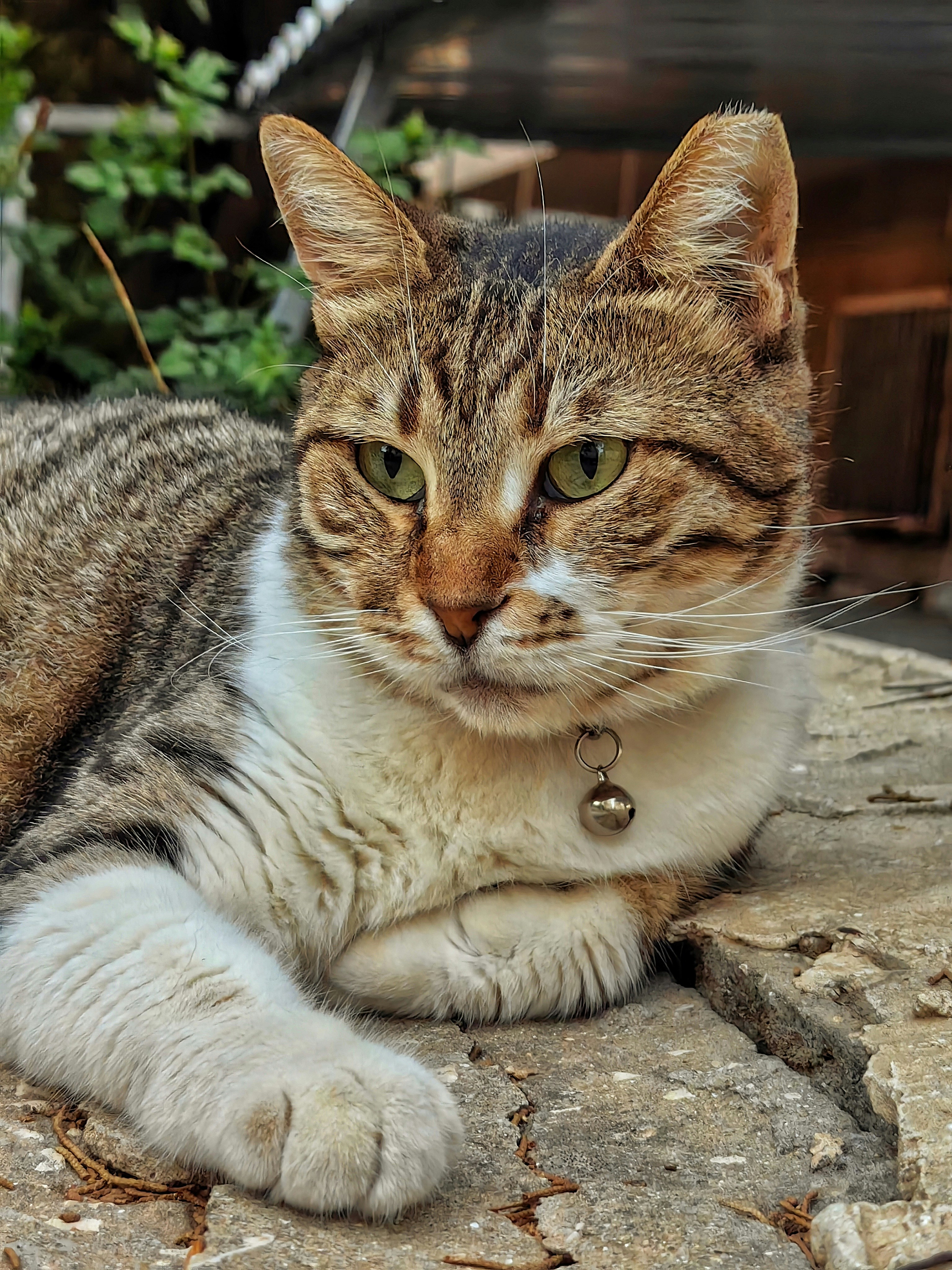 Sample photo from Huawei Mate 50 Pro