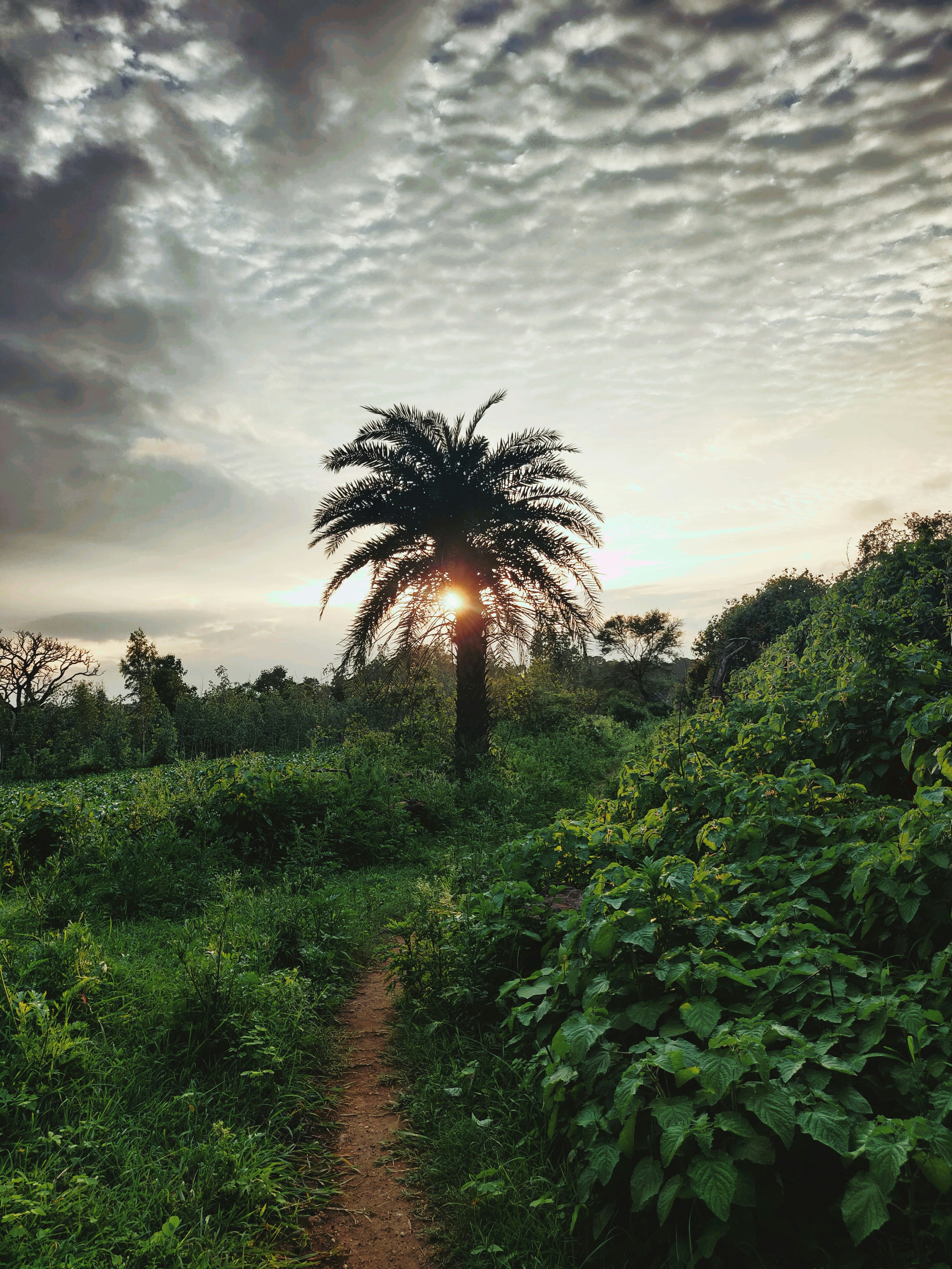 A palm tree in the middle of a lush green field photo – Free Singodi ...