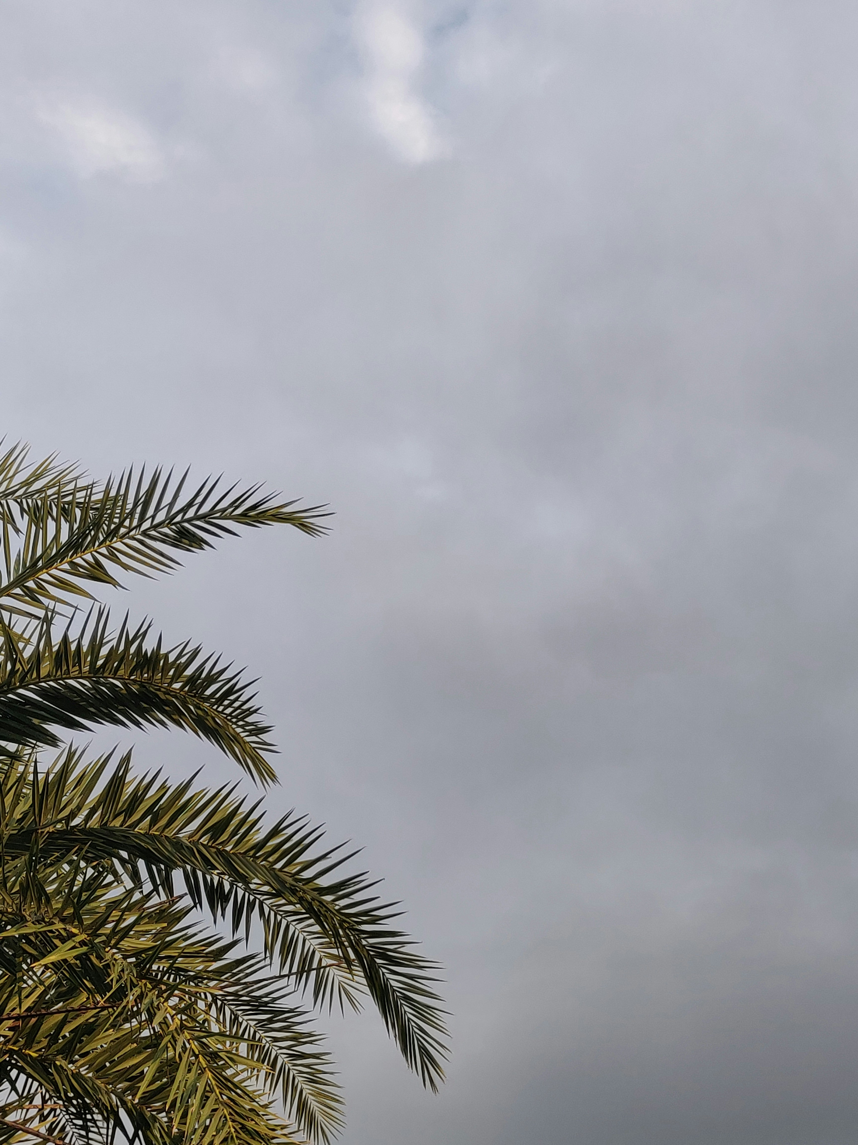 A palm tree's fronds stretch towards a cloudy sky, capturing the tranquility of a serene moment. The interplay of foliage and clouds creates a calming atmosphere.