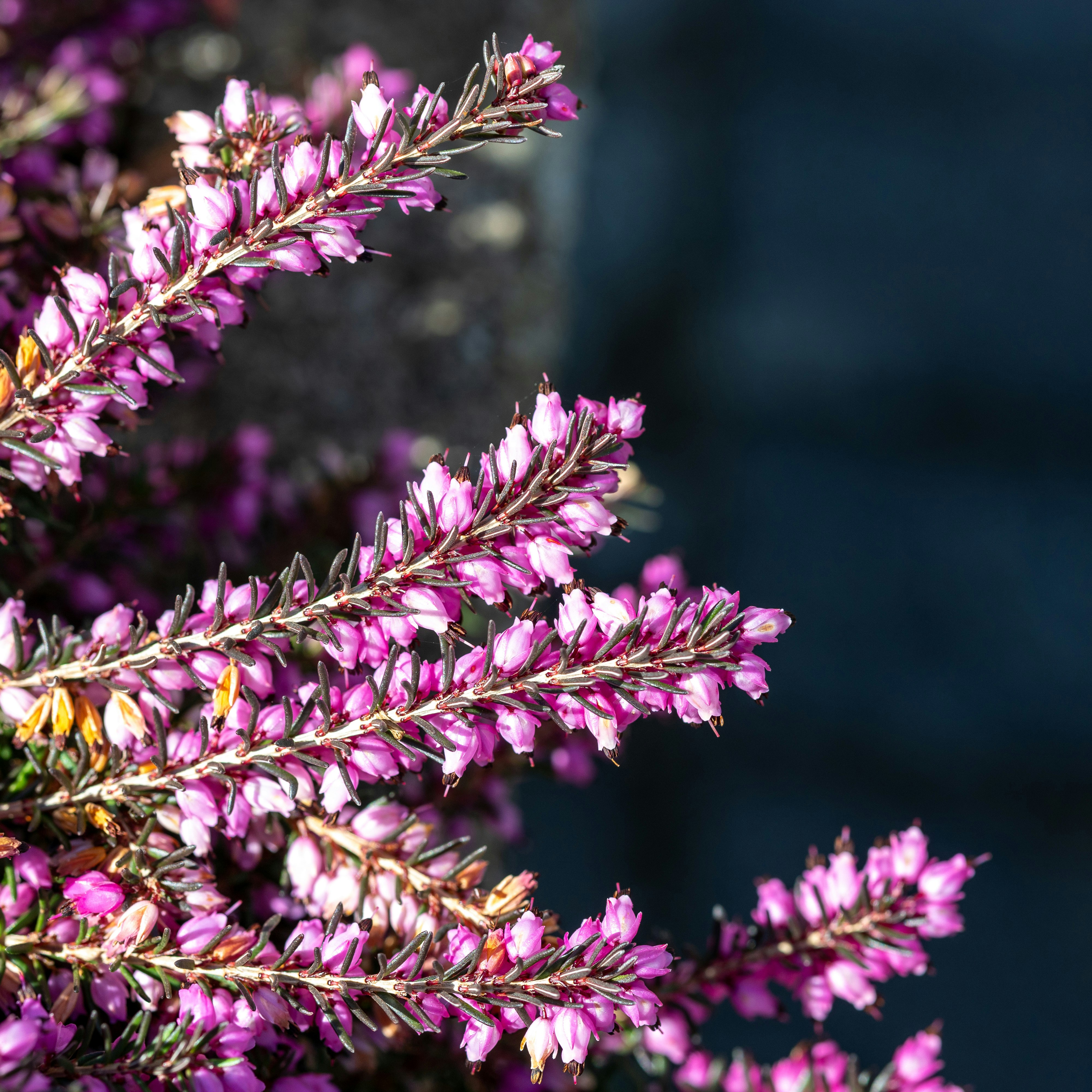 Macro Portrait: Purple Heather Spires Against a Velvet Blue Backdrop