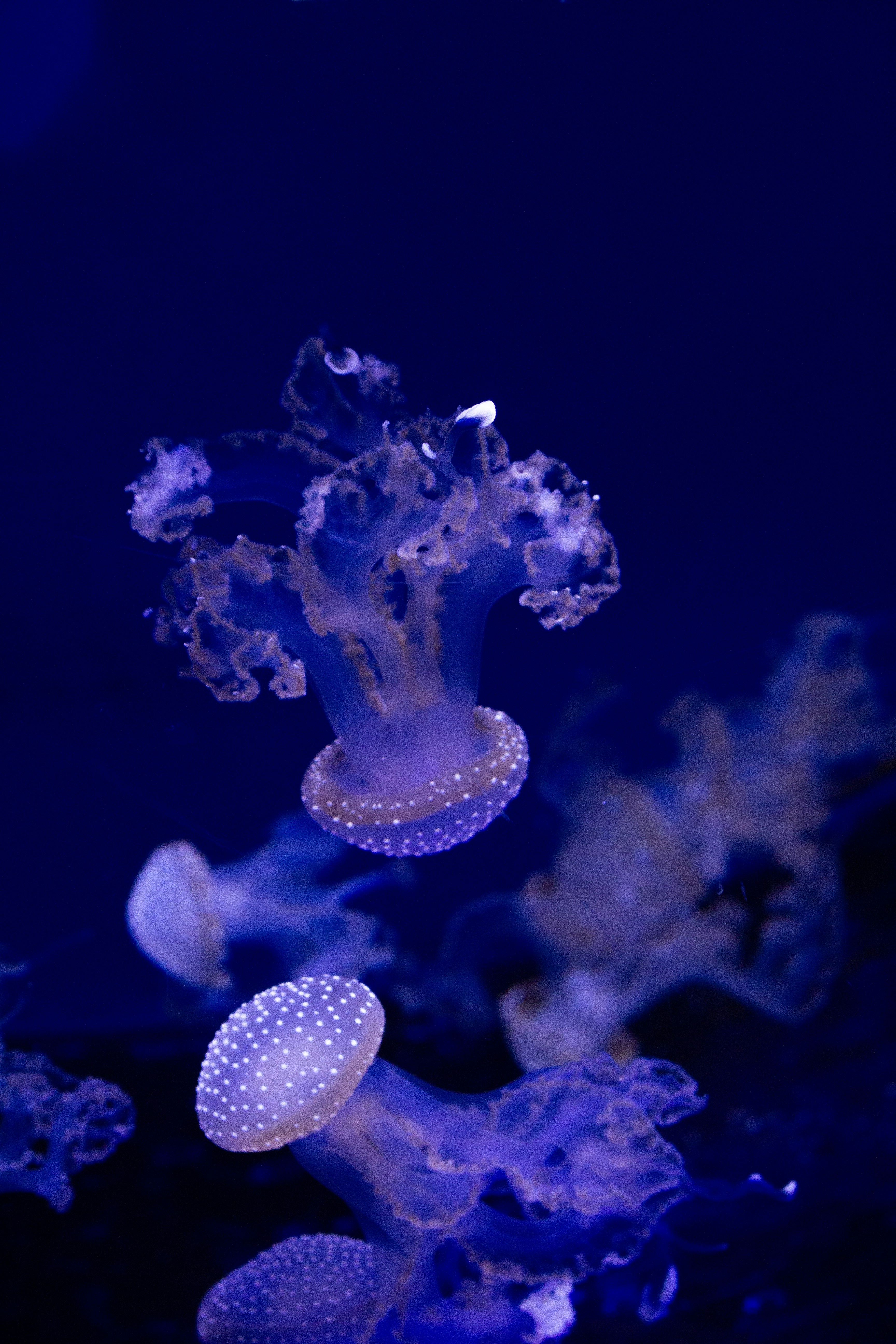 Cobalt Ballet: Jellyfish in a Quiet Ocean of Light
