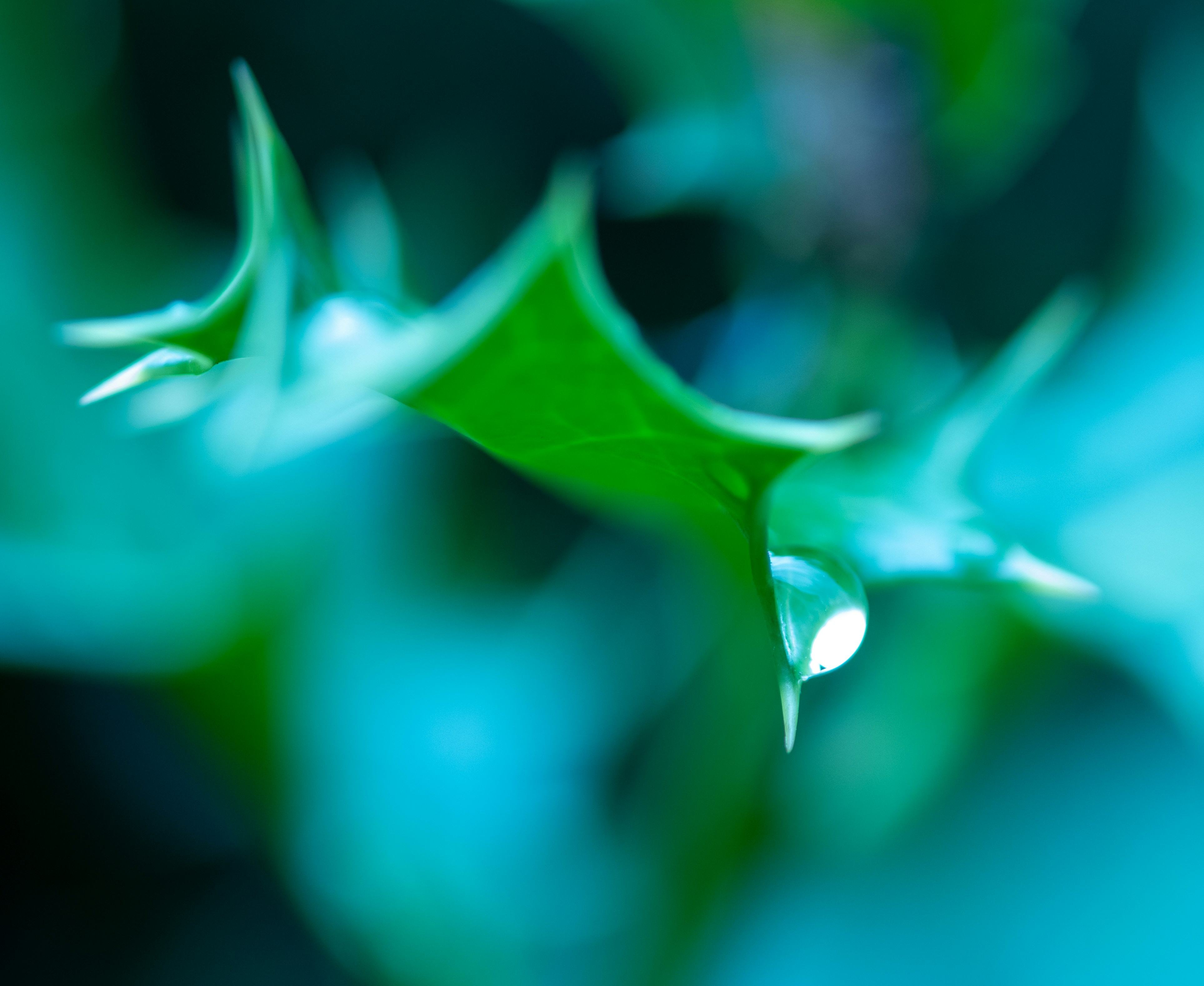 Teal Edge: A Dew Drop Clings to a Leaf's Jagged Crown