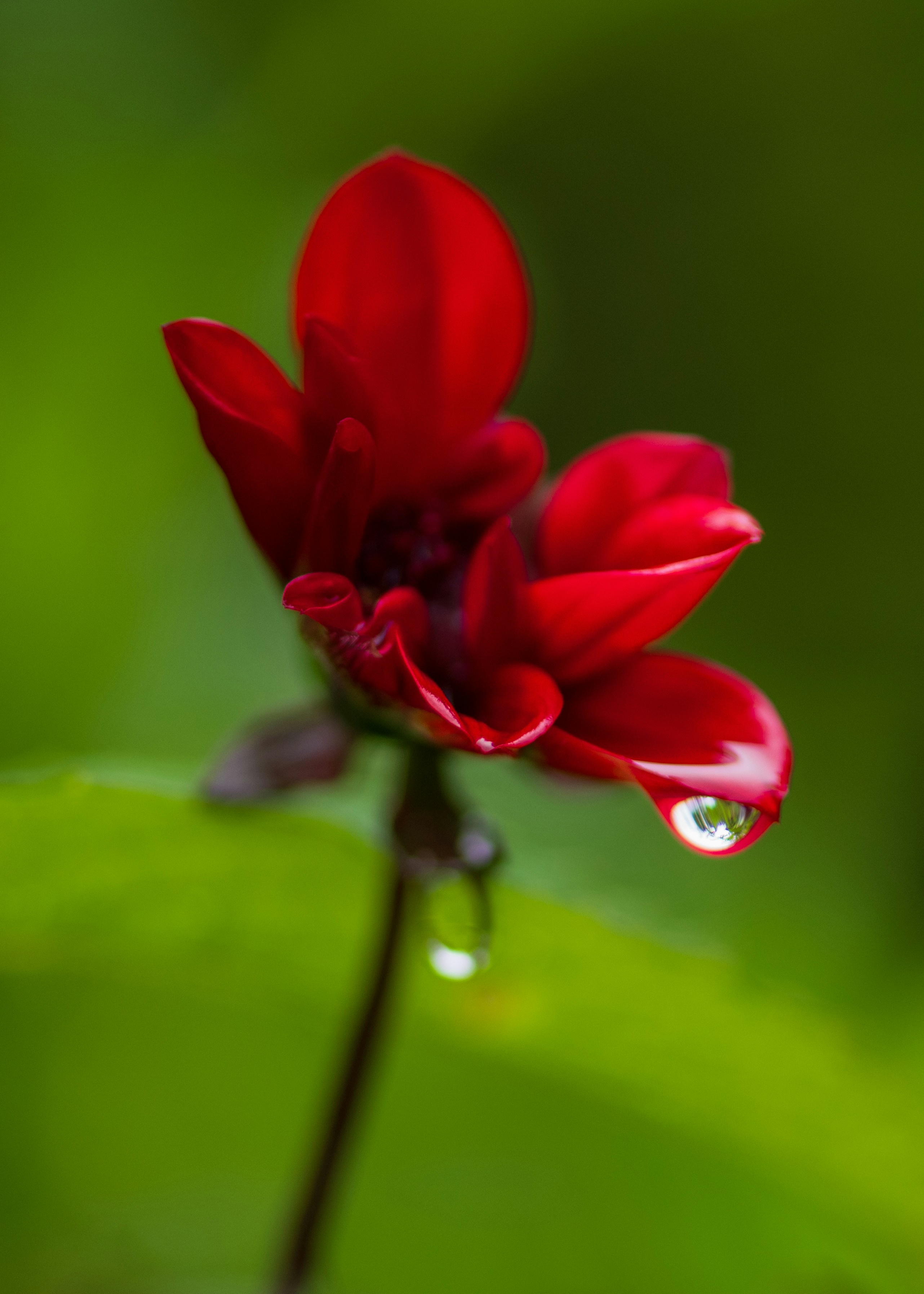 Red Blossom in Dew-Kissed Green: A Close-Up of Color and Droplet Clarity