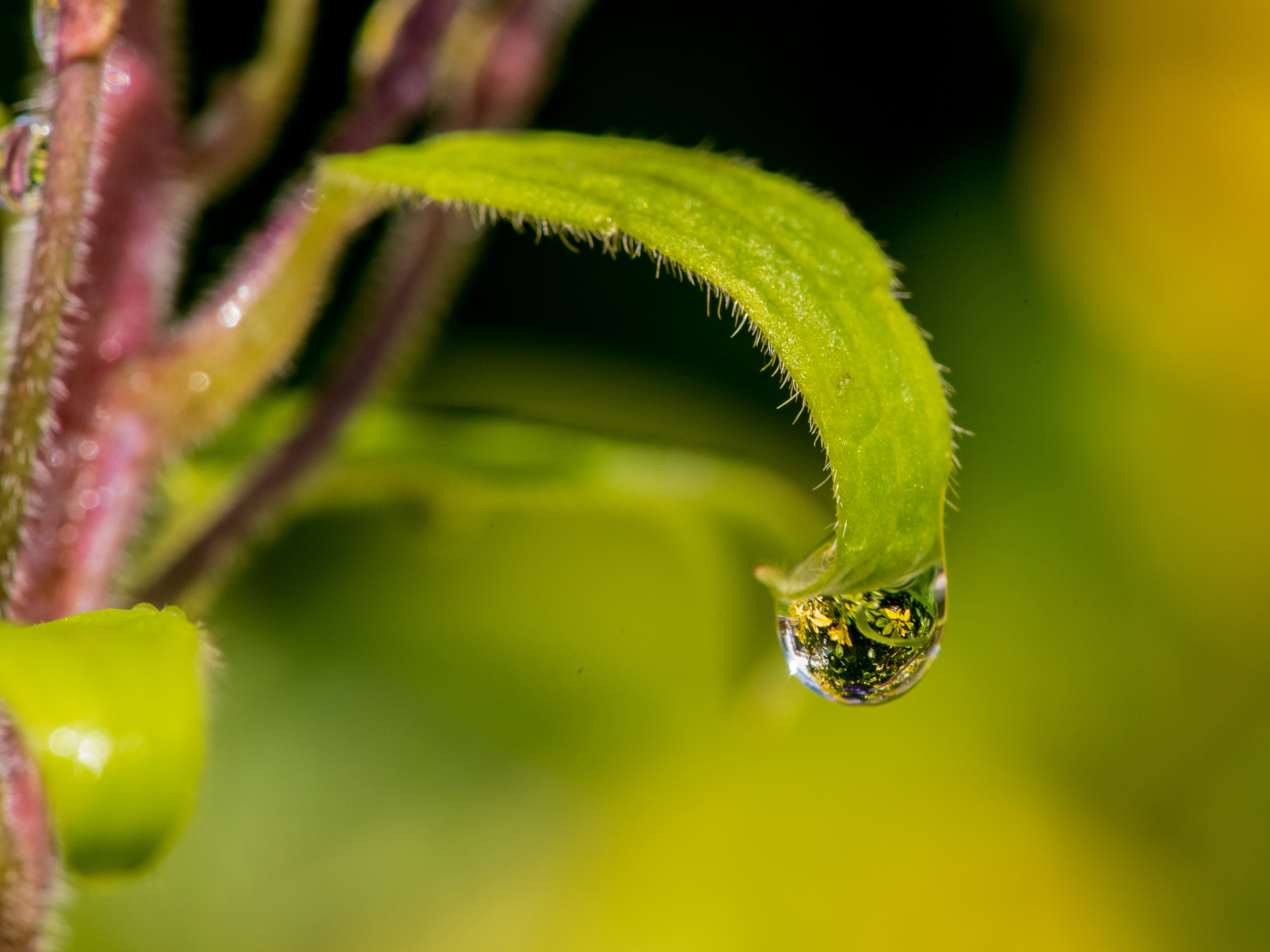 Edge of a Droplet: Macro Portrait of a Leaf's Dew Bead