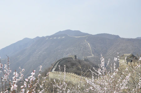 Blossoms at the Great Wall: A Quiet Ridge of Watchtowers