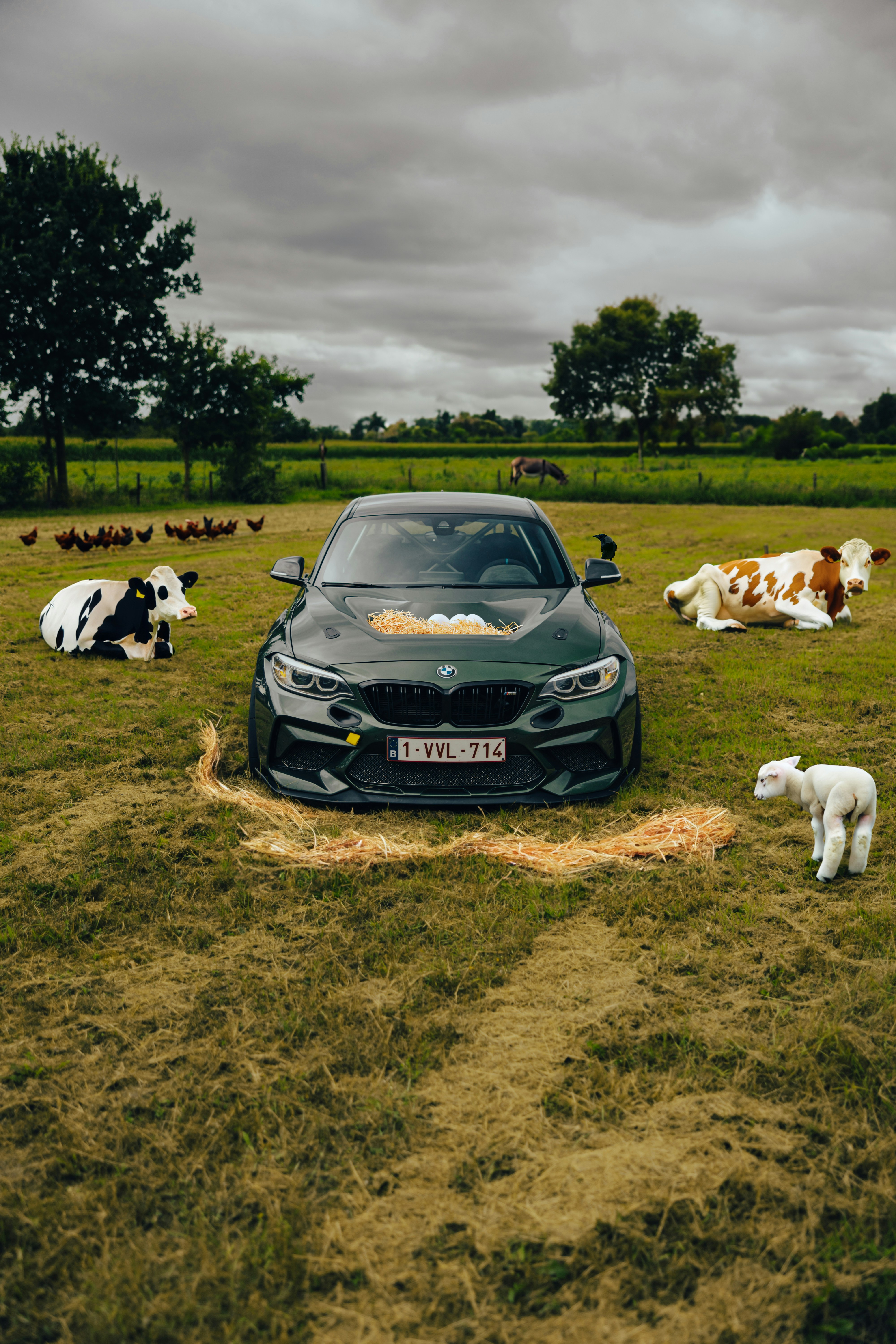 Sleek dark BMW parked on a hay-strewn field with cows and a lamb nearby under a cloudy sky. This is a staged farm scene emphasizing contrast between modern vehicle and rural stock. Logo not visible; environment appears as a photo capture.